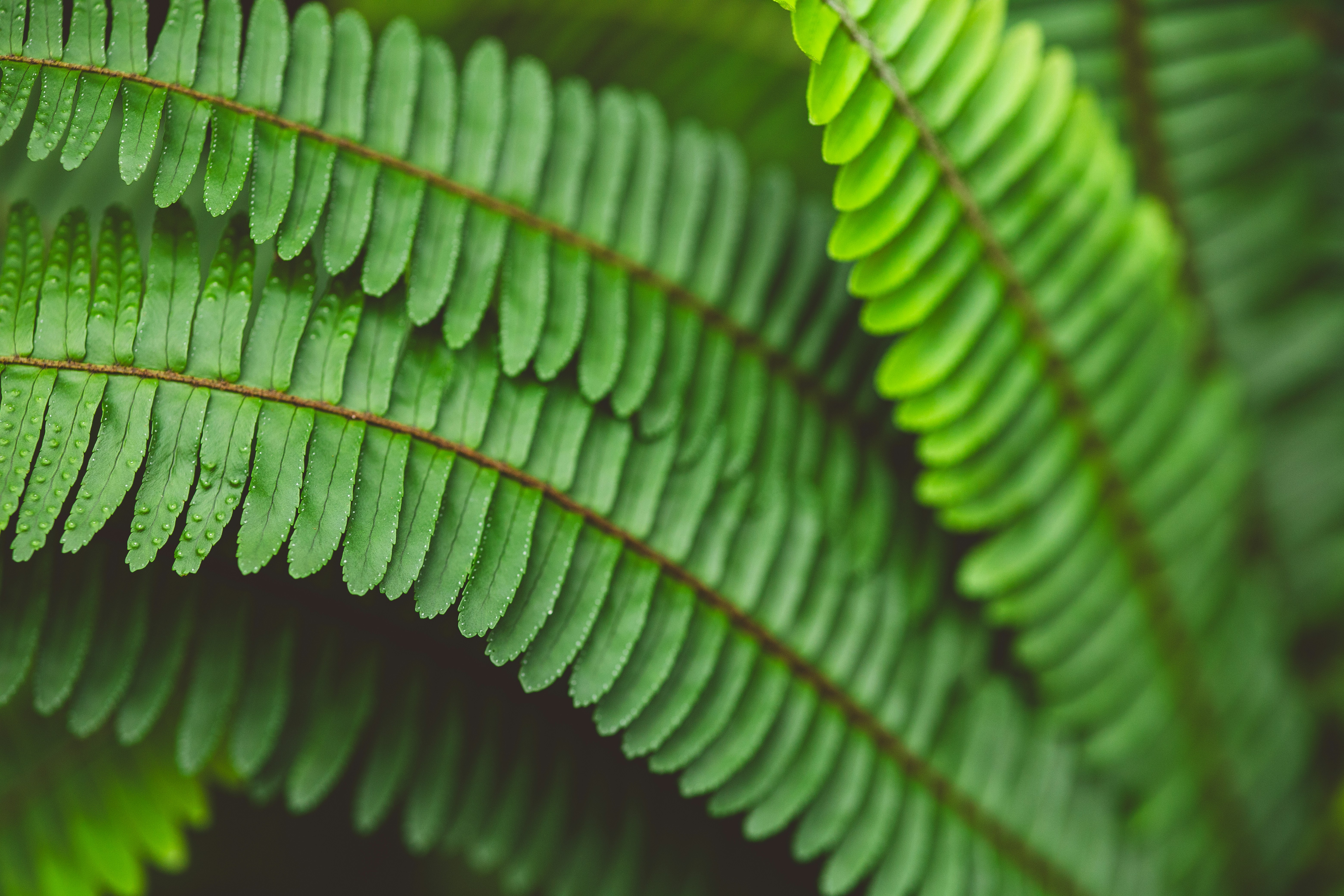 Fronds in Focus: A Macro Dance of Green Lines