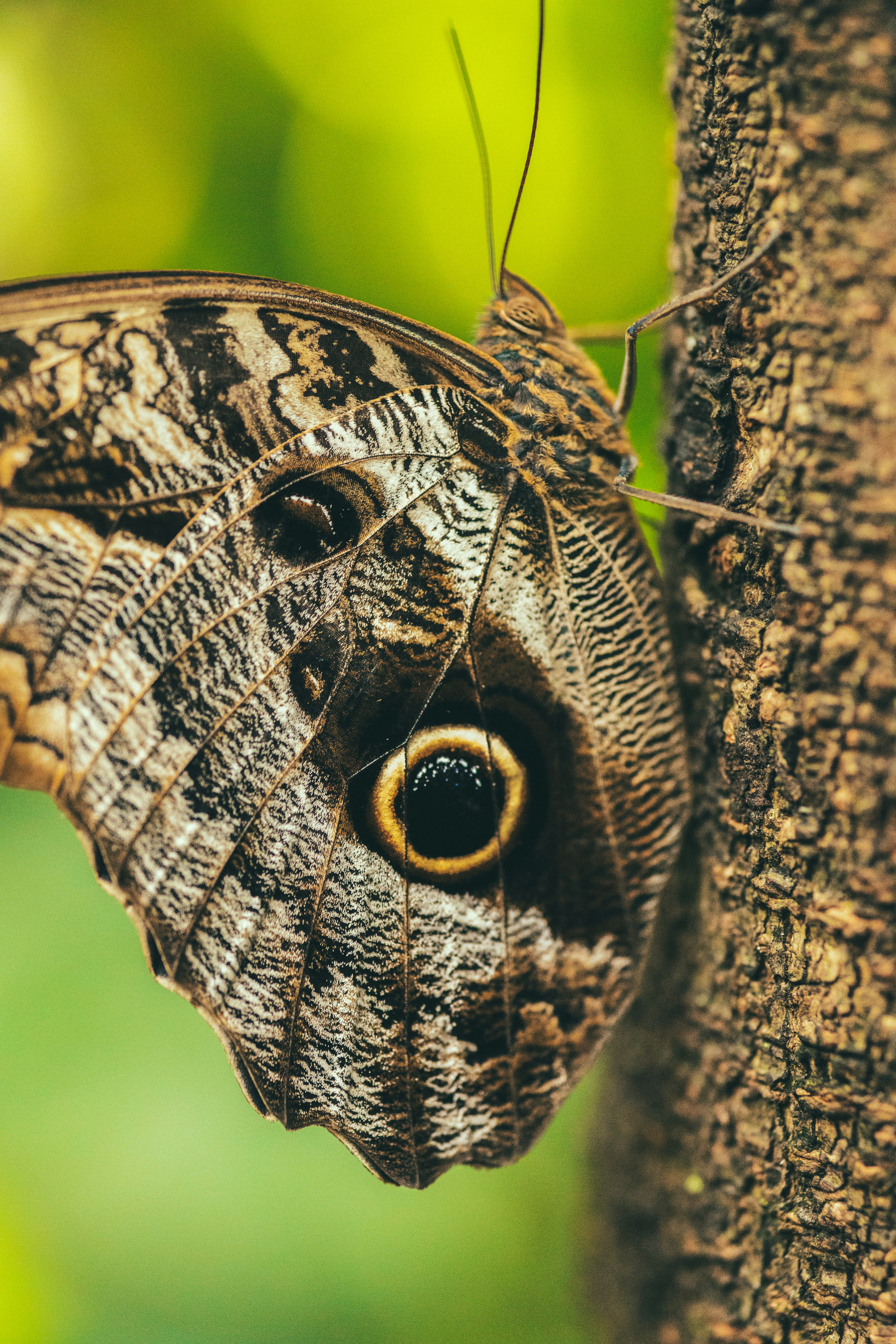 Owl Eye in Focus: A Butterfly’s Close-Up on Bark