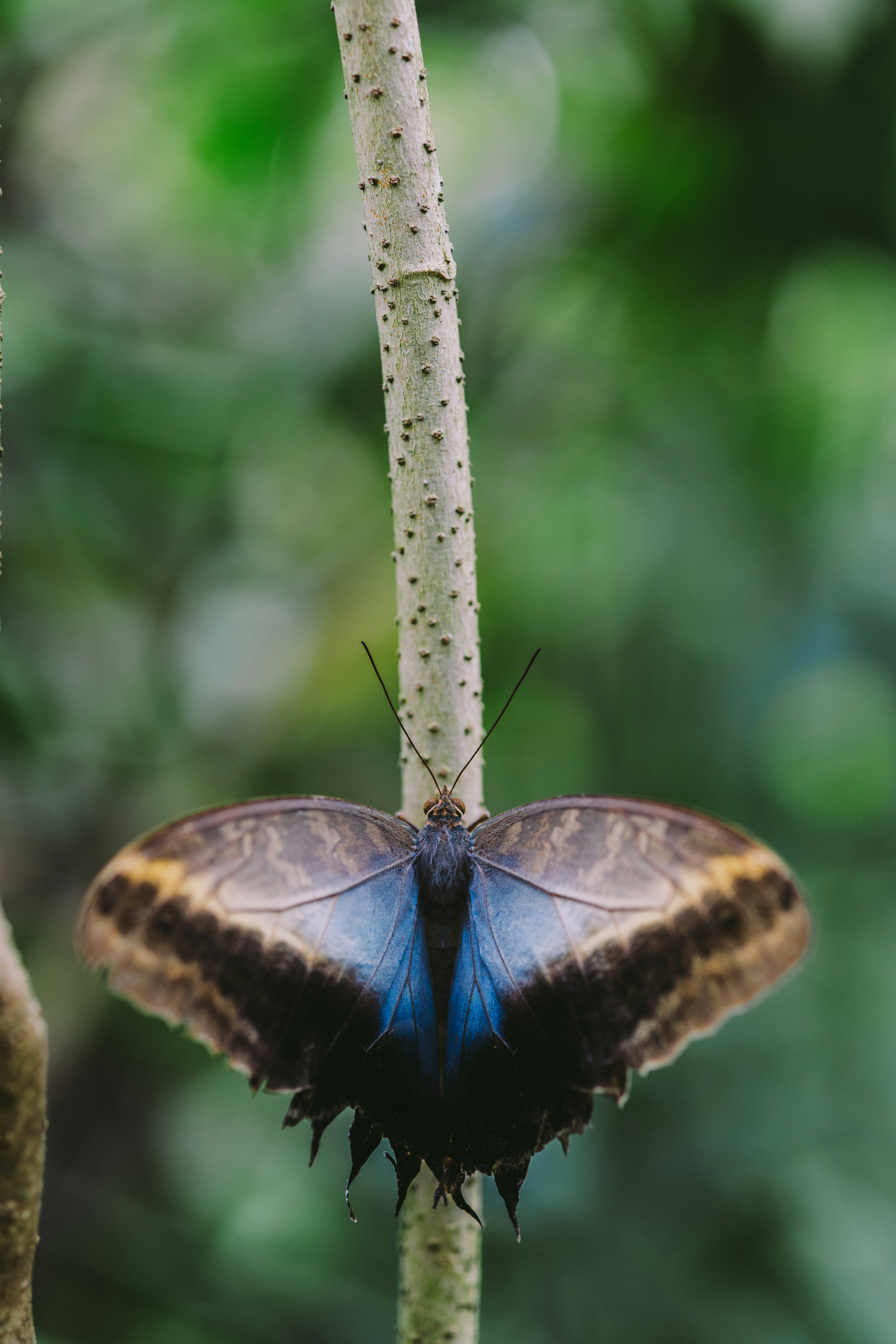 Blue-winged Butterfly Resting on a slender stem