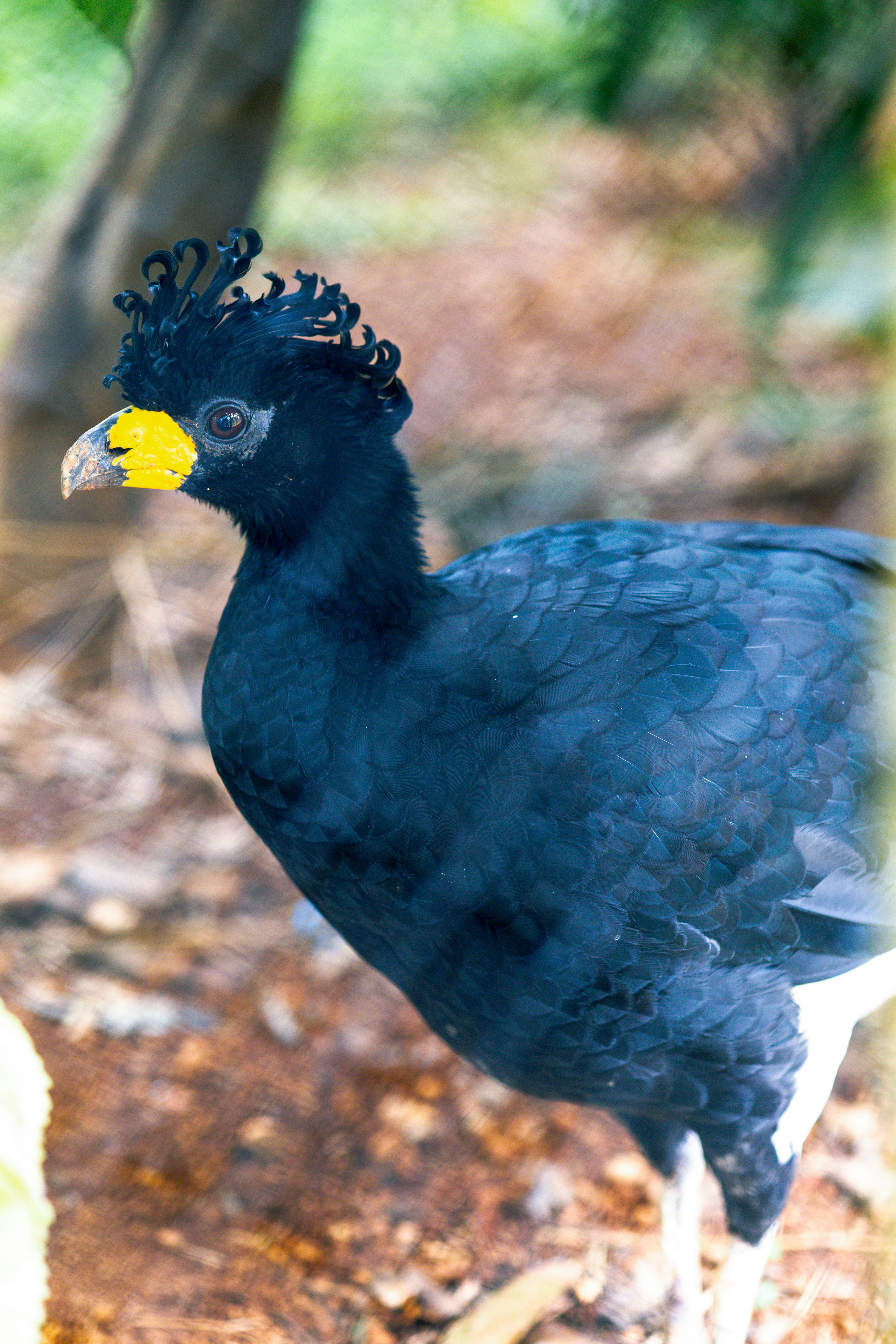 Majestic Black Curved Crest: A Northern Feathered King in Focus