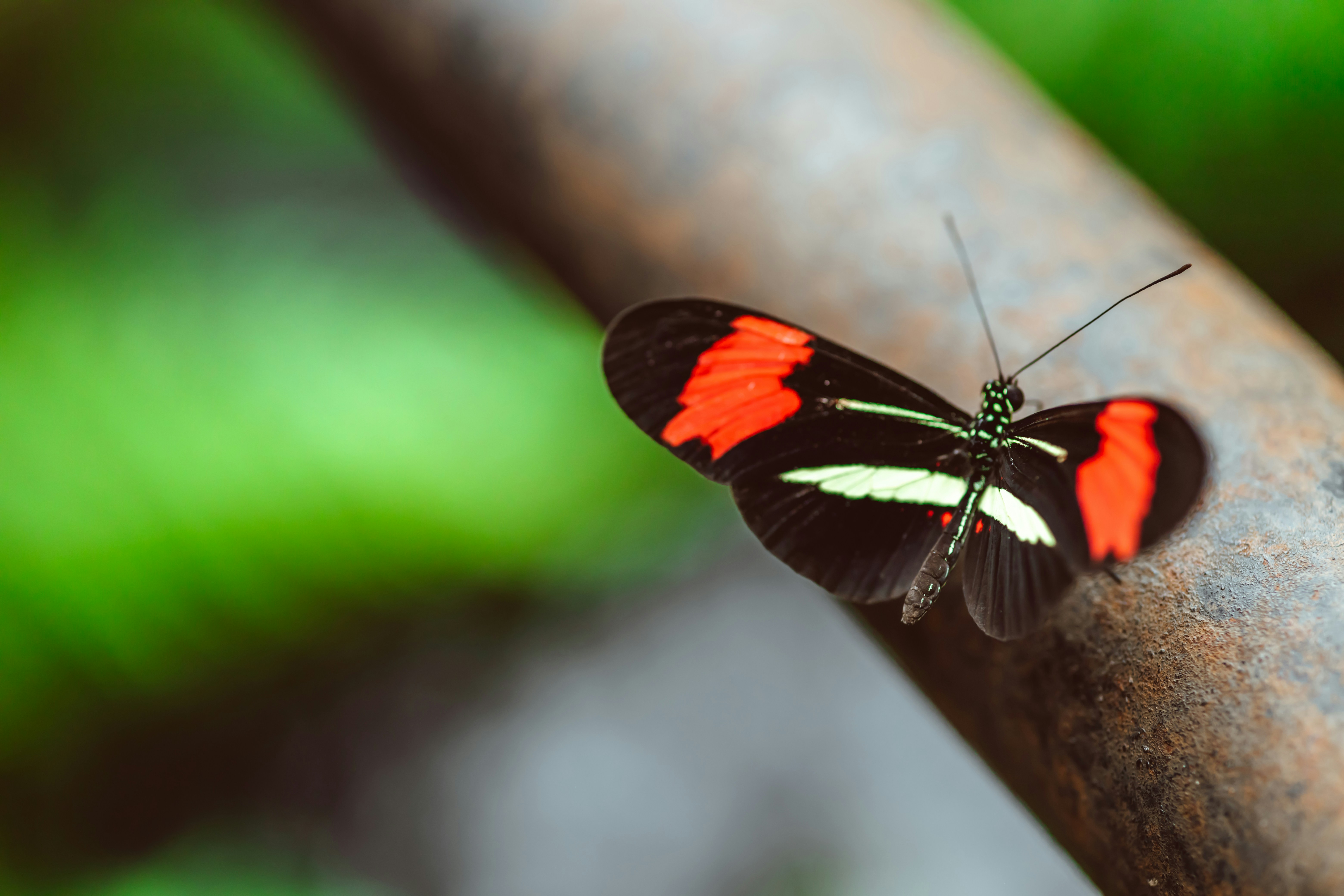 Crimson Wing on Weathered Rail