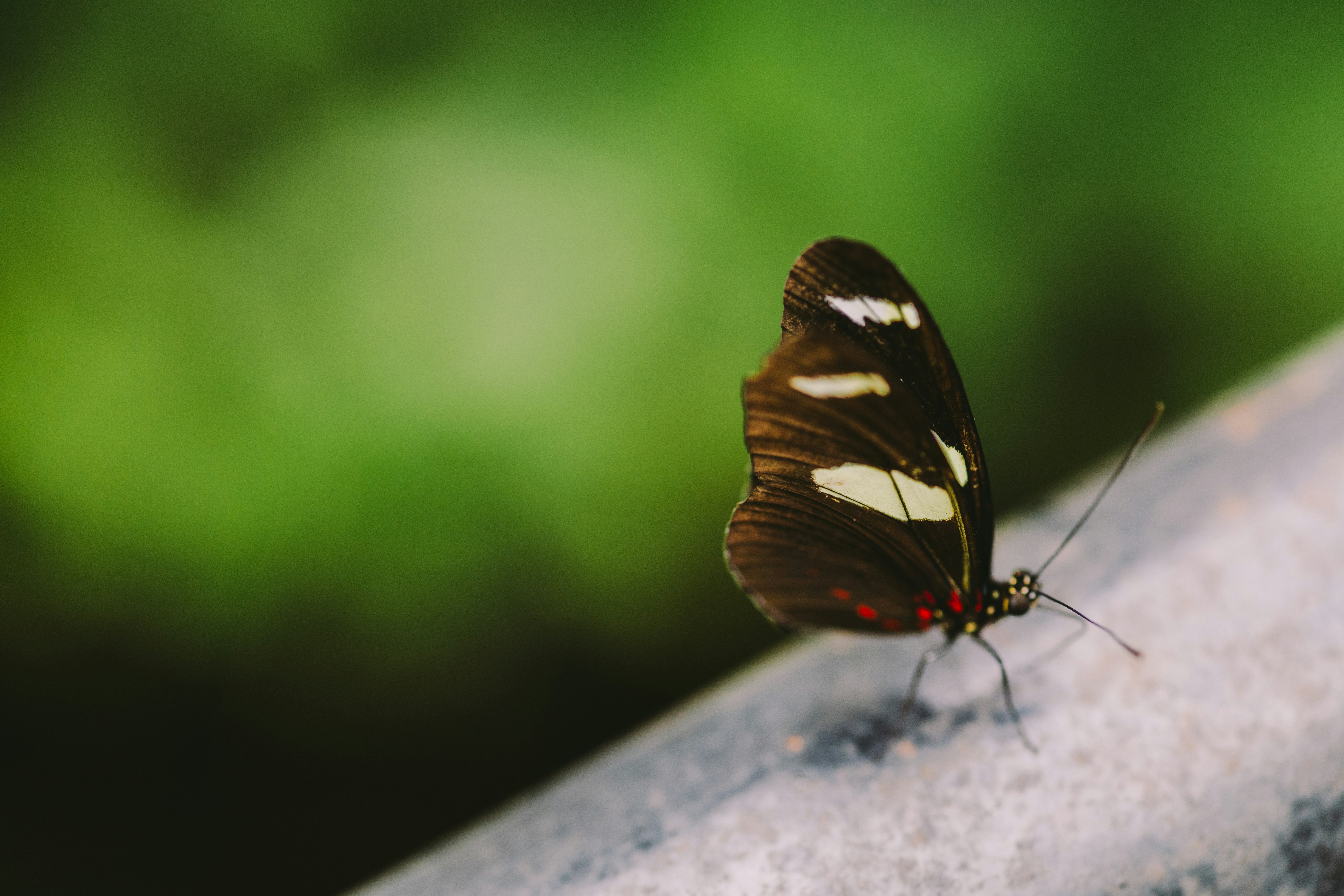 Butterfly on a Slender Edge: A Quiet Moment on the Playground Stone