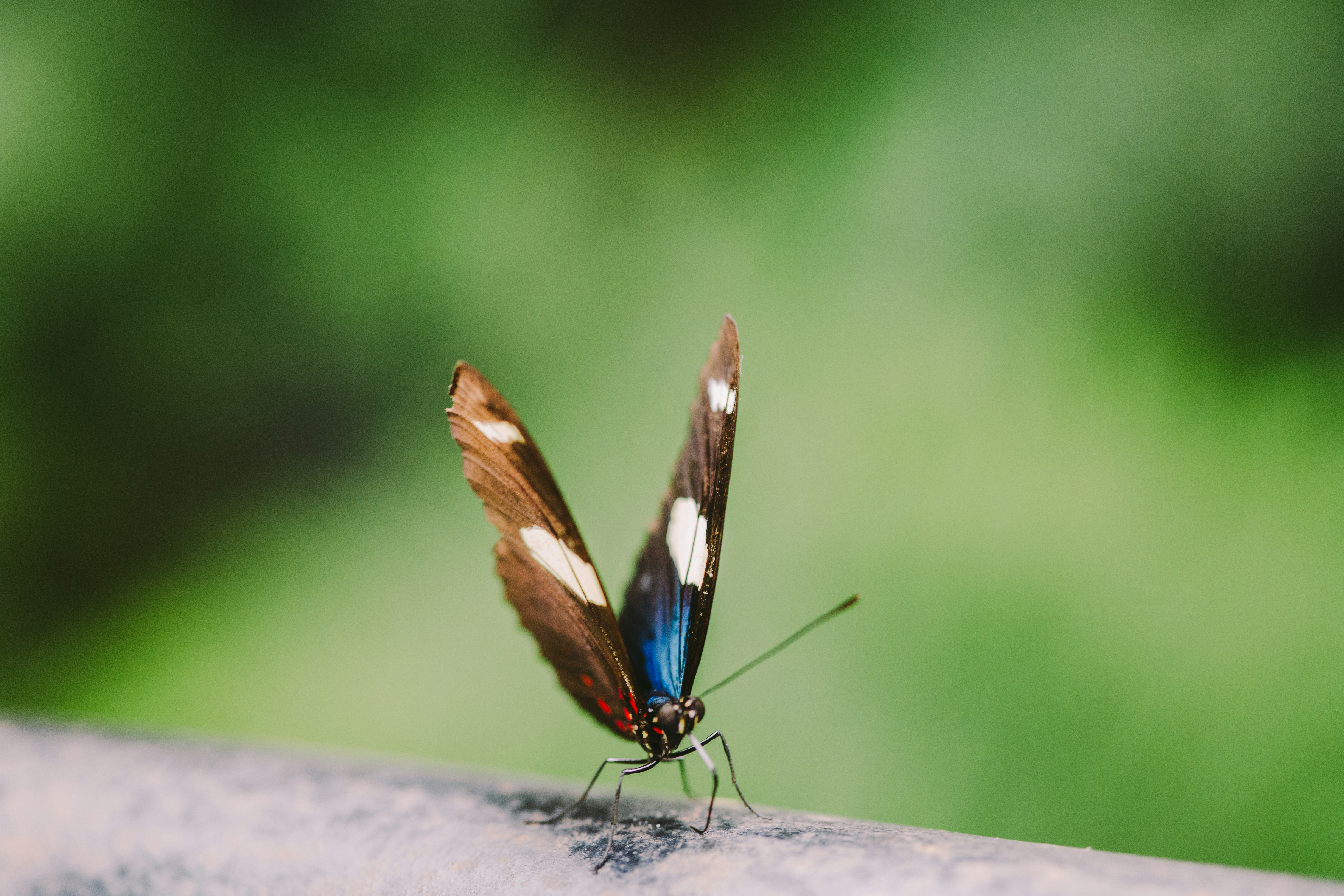 Close-up of a color-rich butterfly perched on a concrete edge
