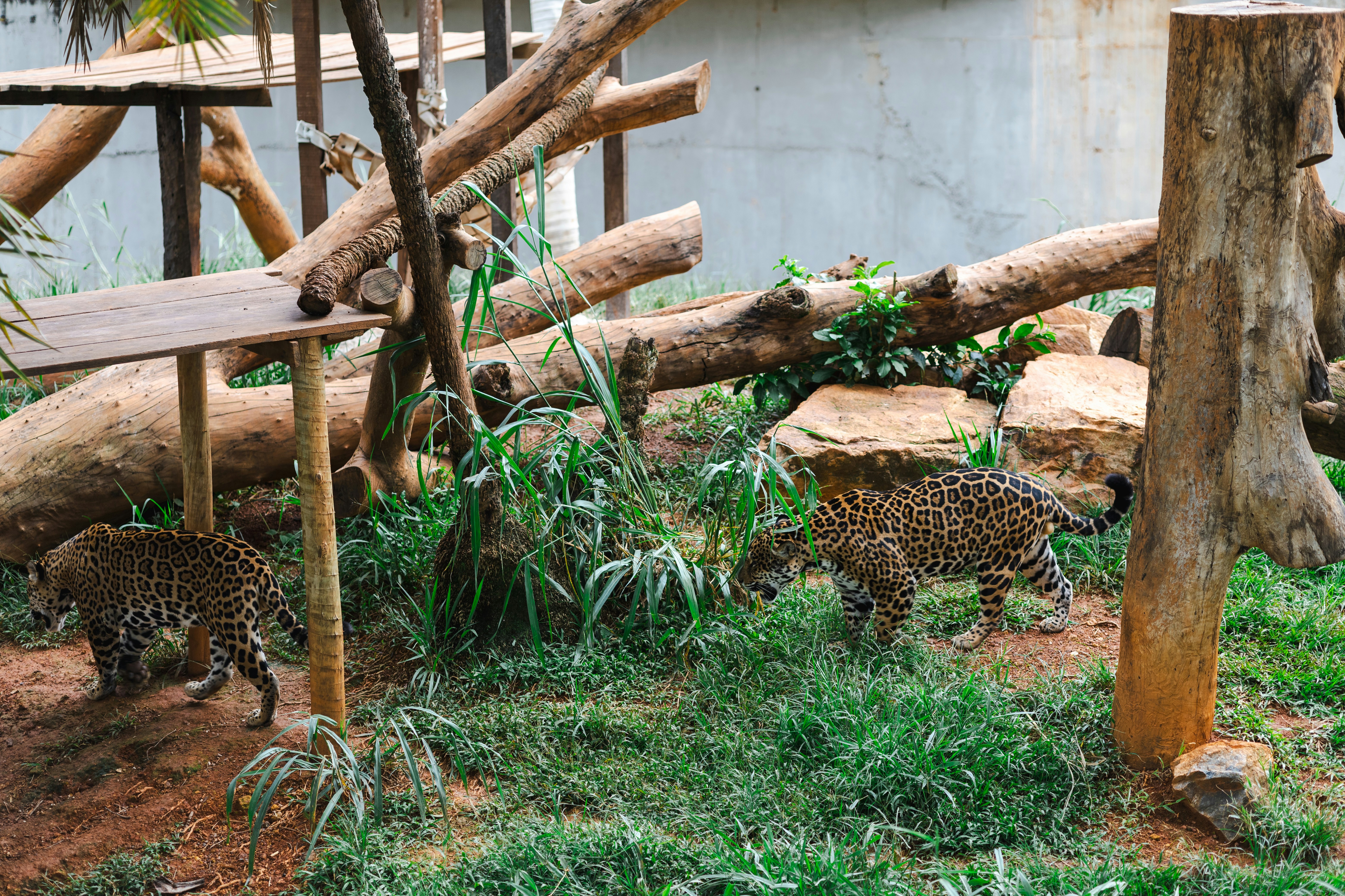 Leopard Duo in Enclosure: Quiet Patrol Among Logs and Grass