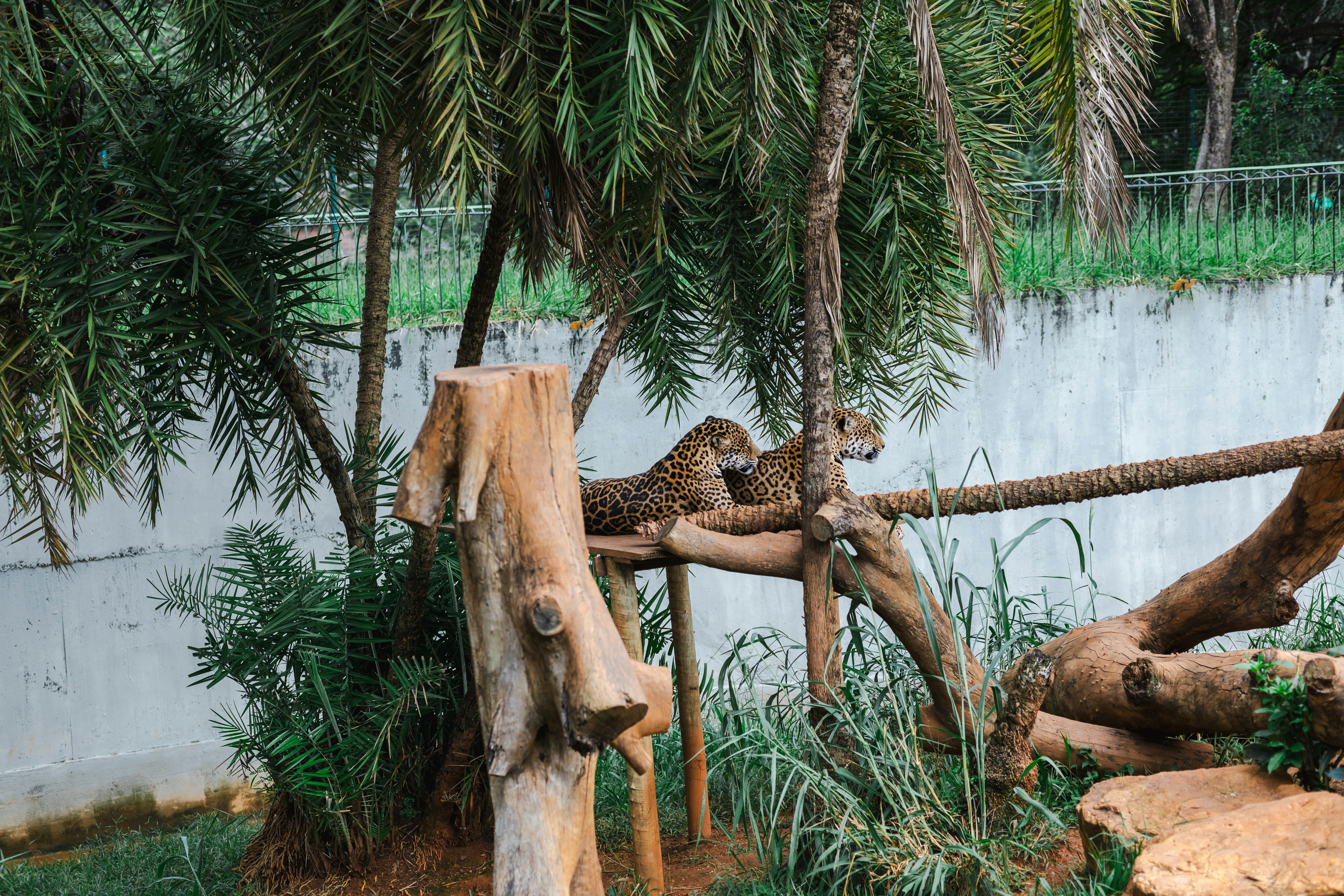 Leopard on a Log: A Quiet Moment Amid Tropical Flora