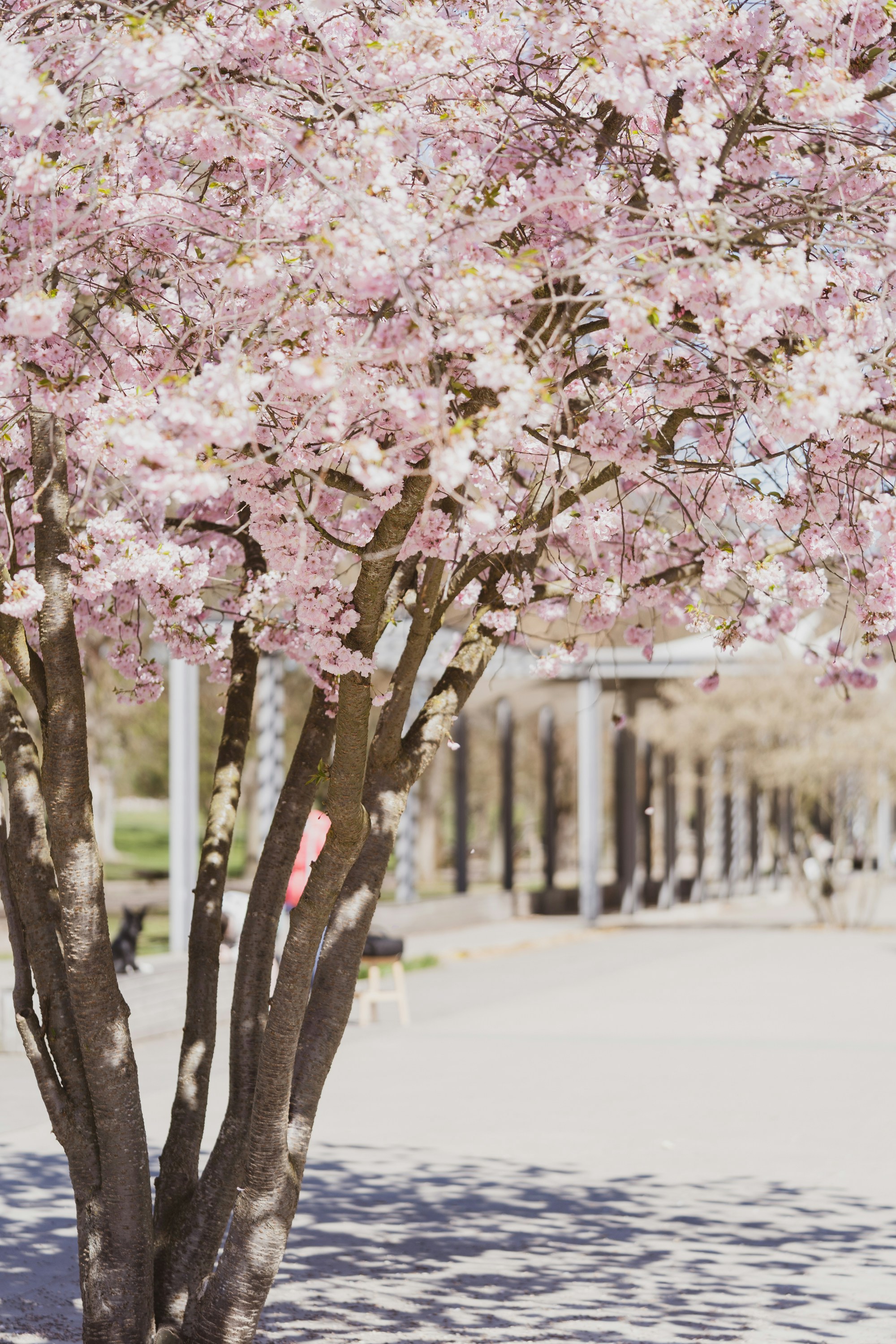 Blush Petals Over a Quiet Path