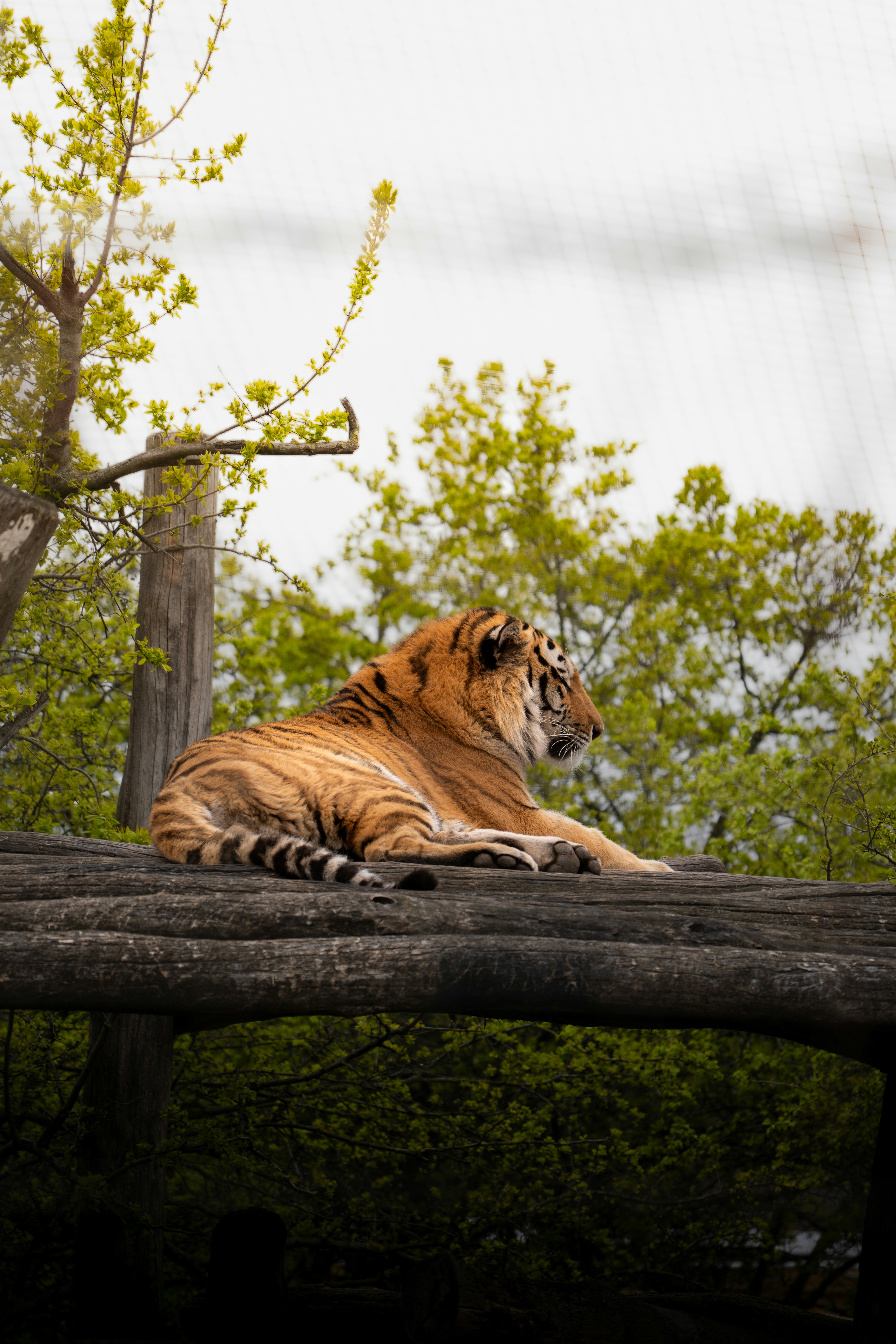 Relaxed Tiger on a Weathered Log under Spring Foliage