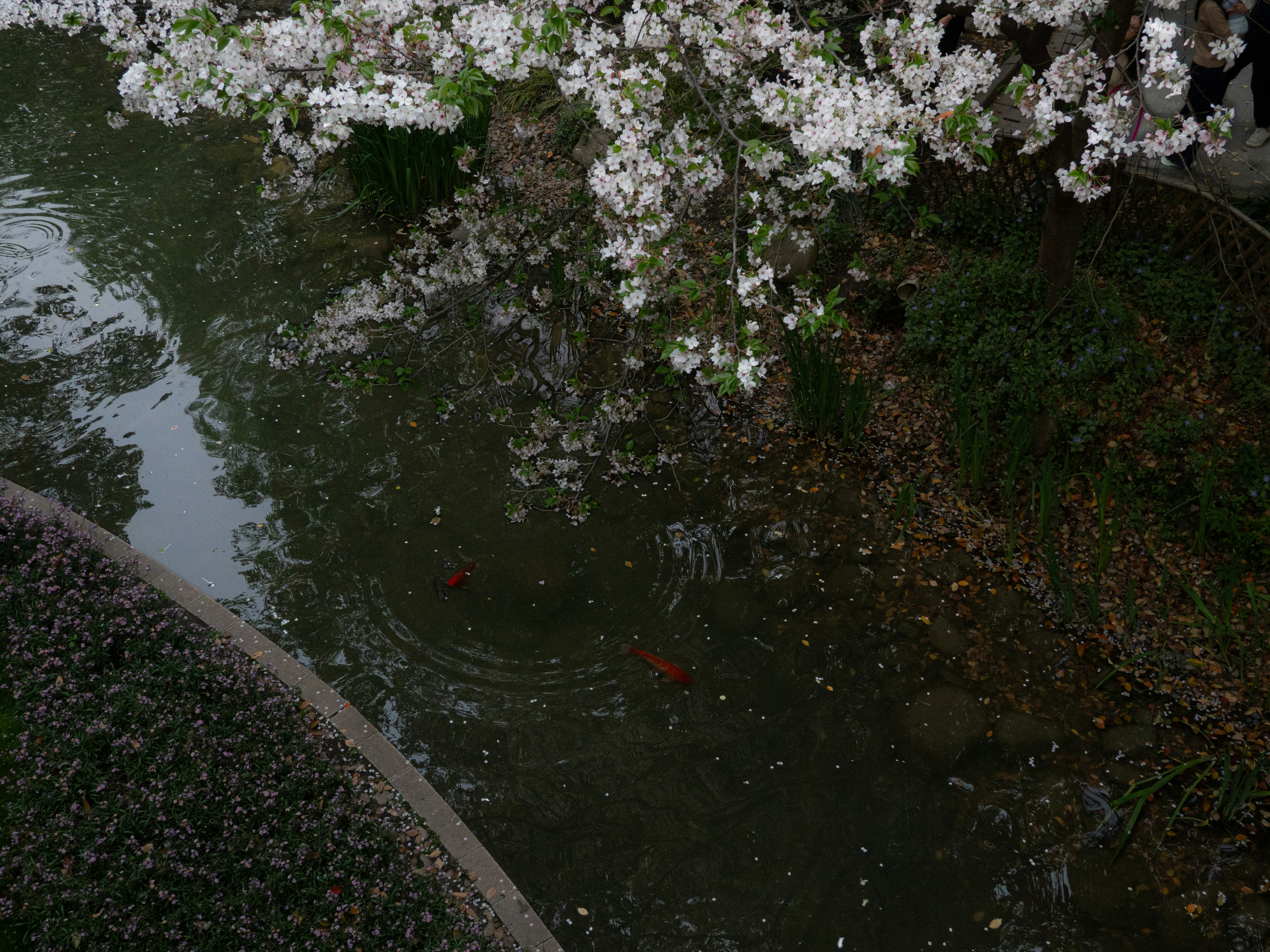 blossoms over still water: spring bloom by the pond