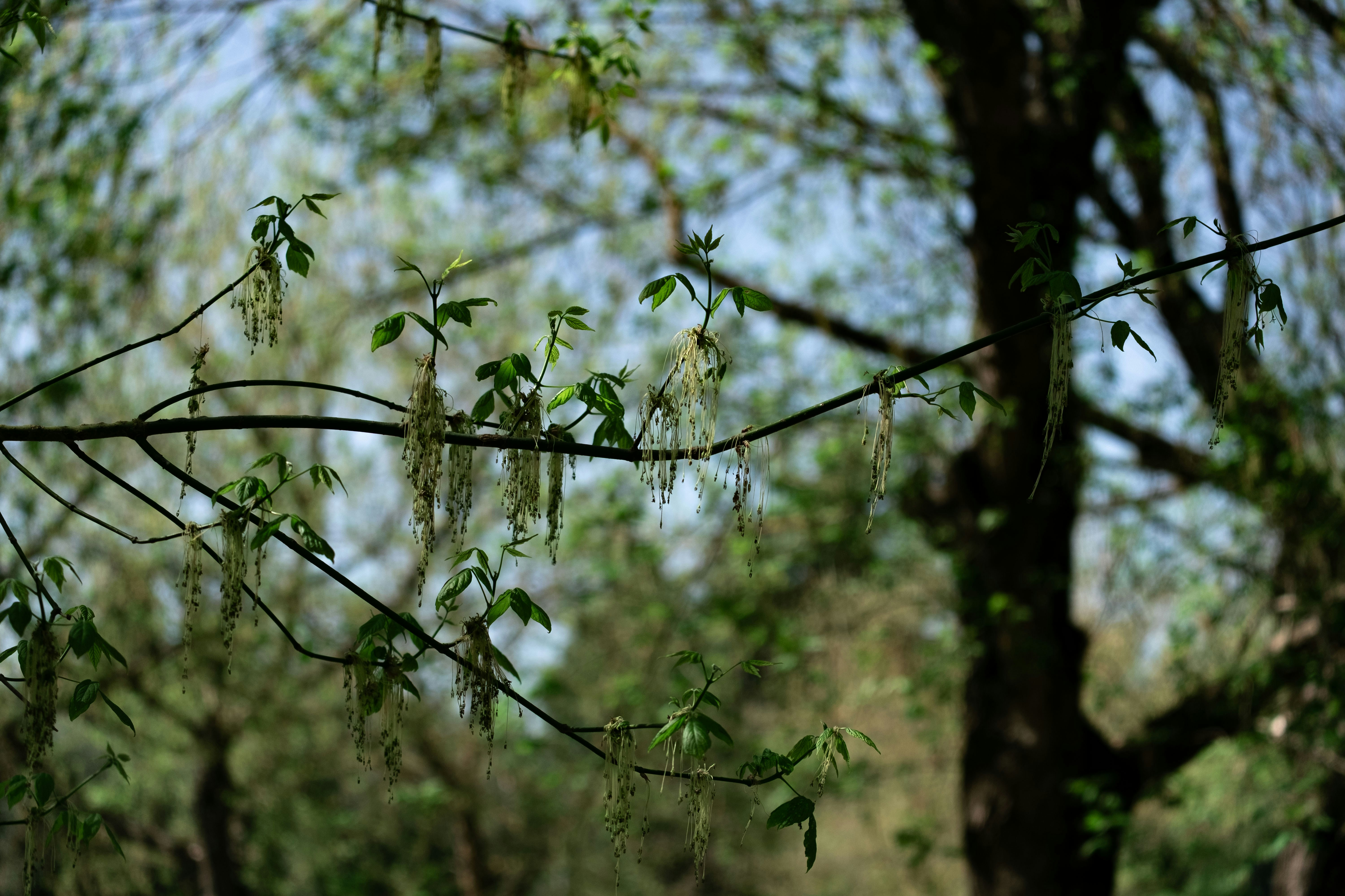 Whispers of Spring: Catkins Draped Between Branches