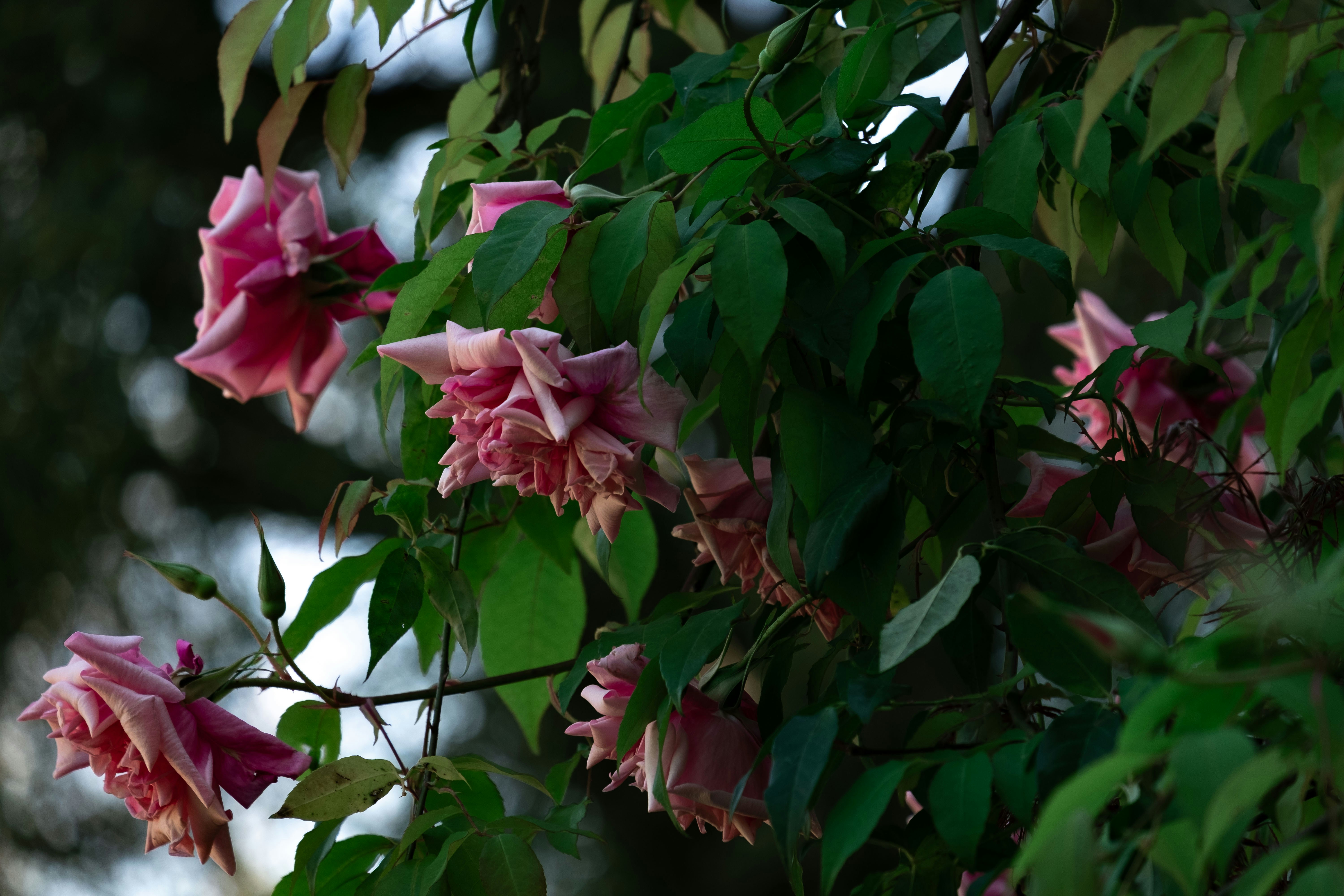 Pink Blooms in Dappled Shade