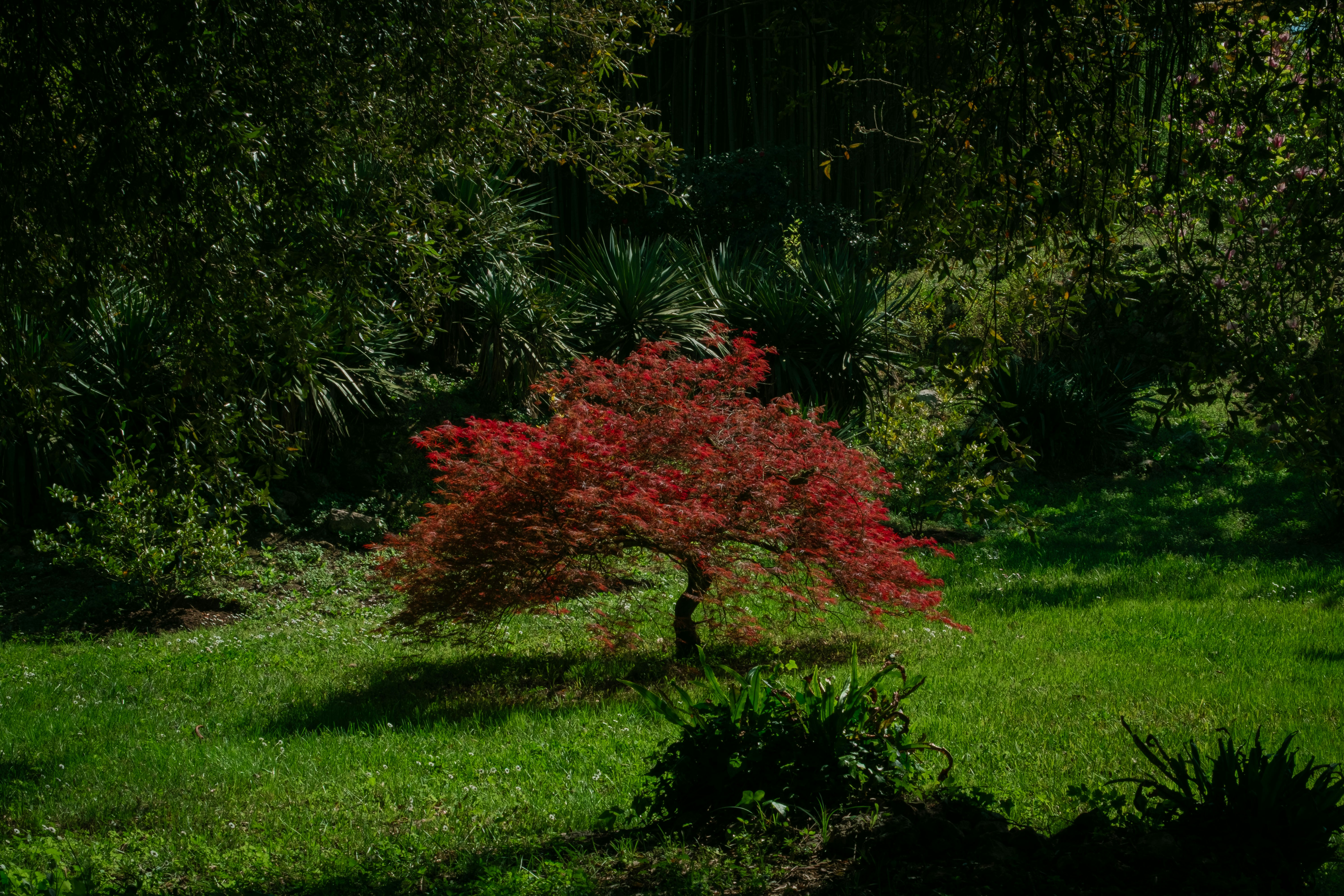 Red-leaved bonsai centerpiece tucked in afternoon shade