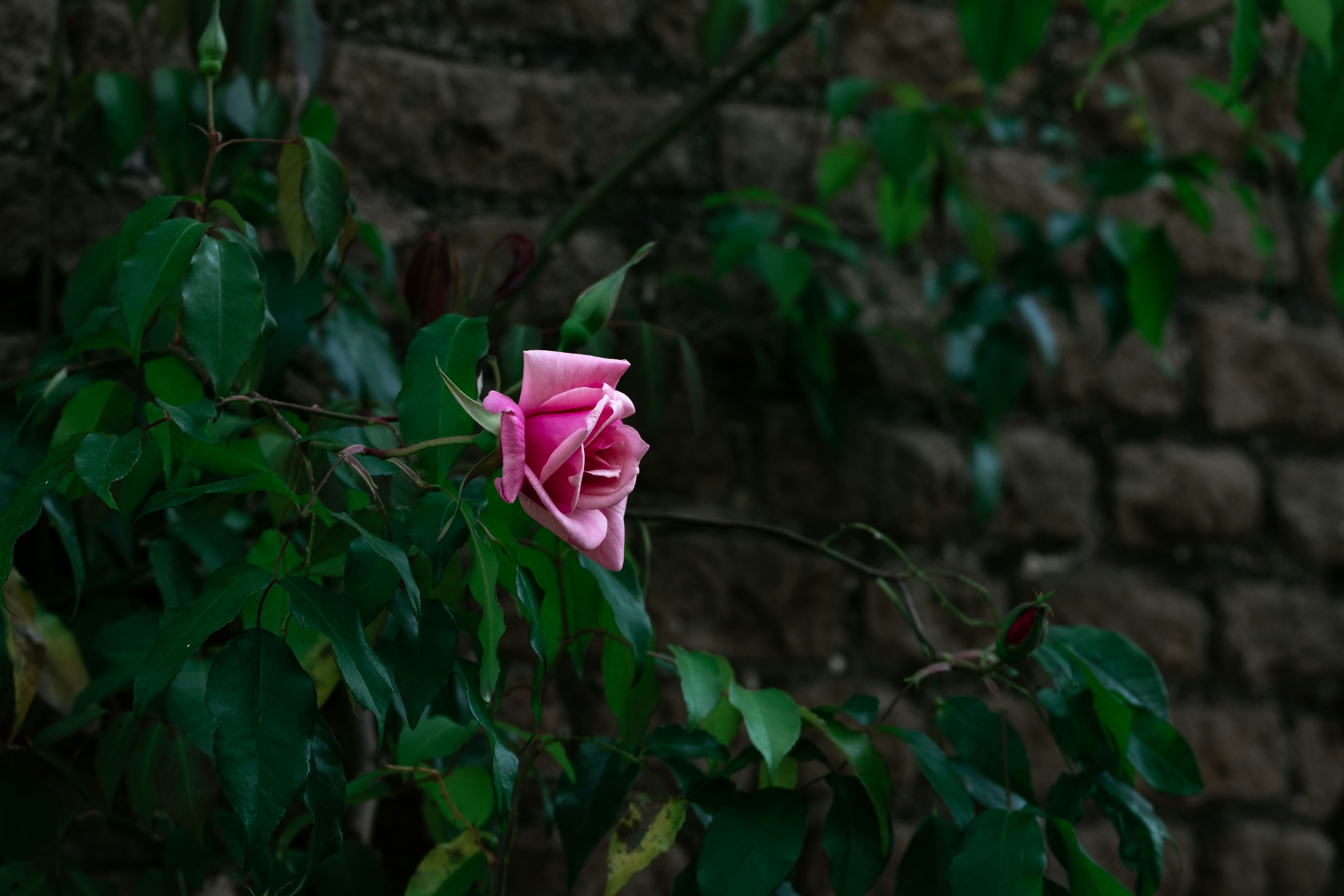 Blooming Pink Rose Against A Weathered Stone Backdrop