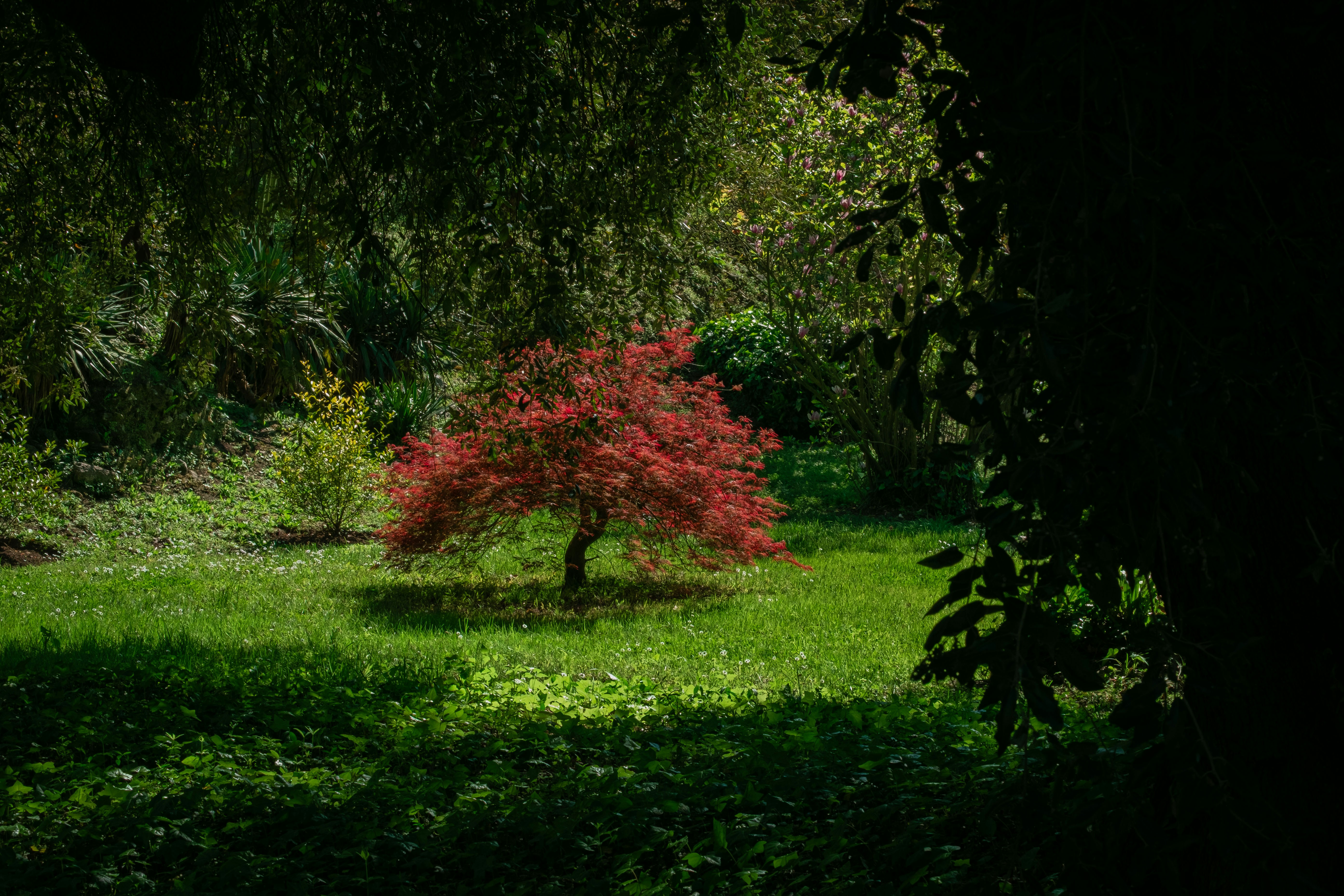 The Red Bonsai in a Quiet Clearing