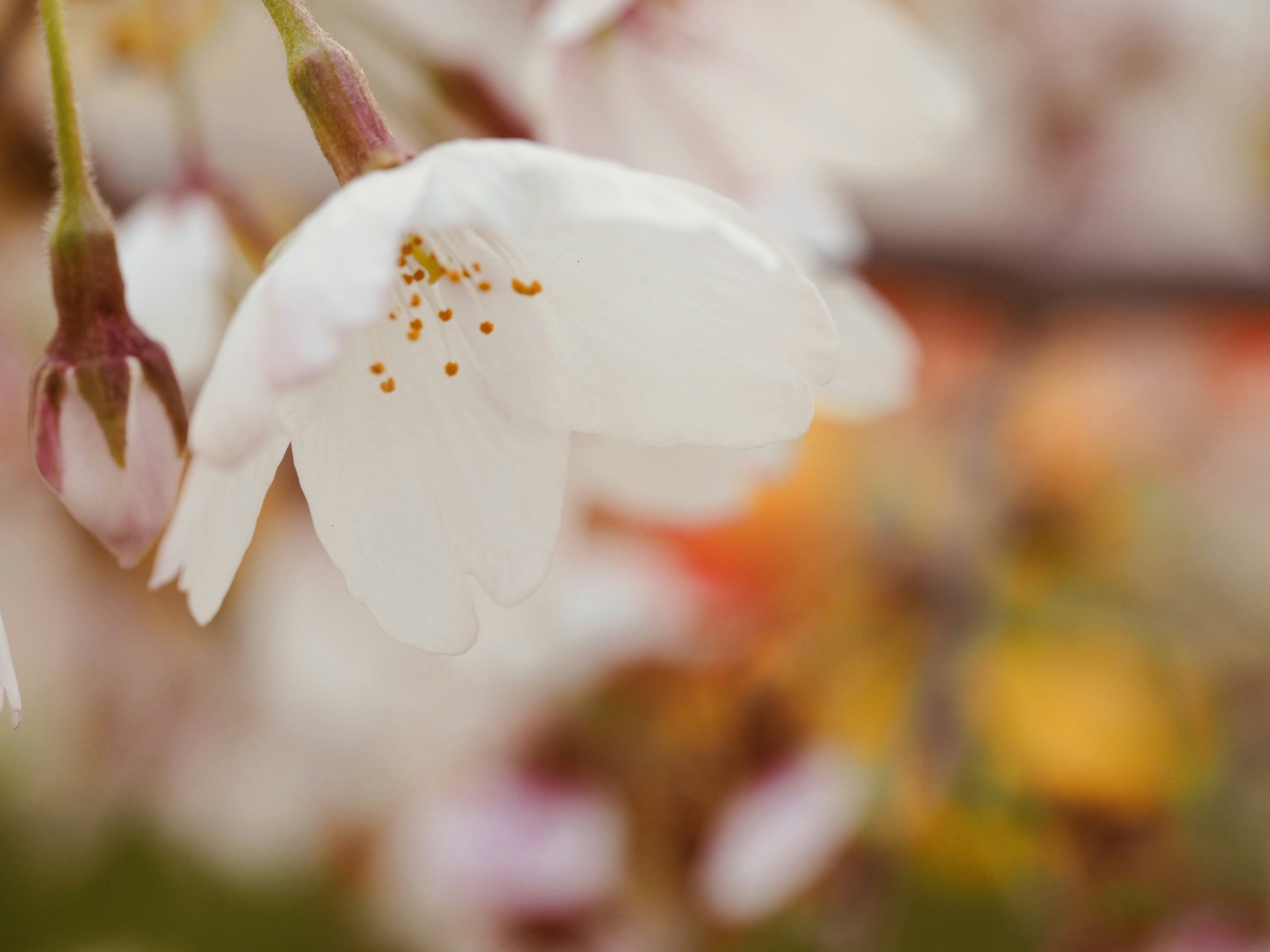 Petals in Soft Focus: An Orchard of Gentle Light
