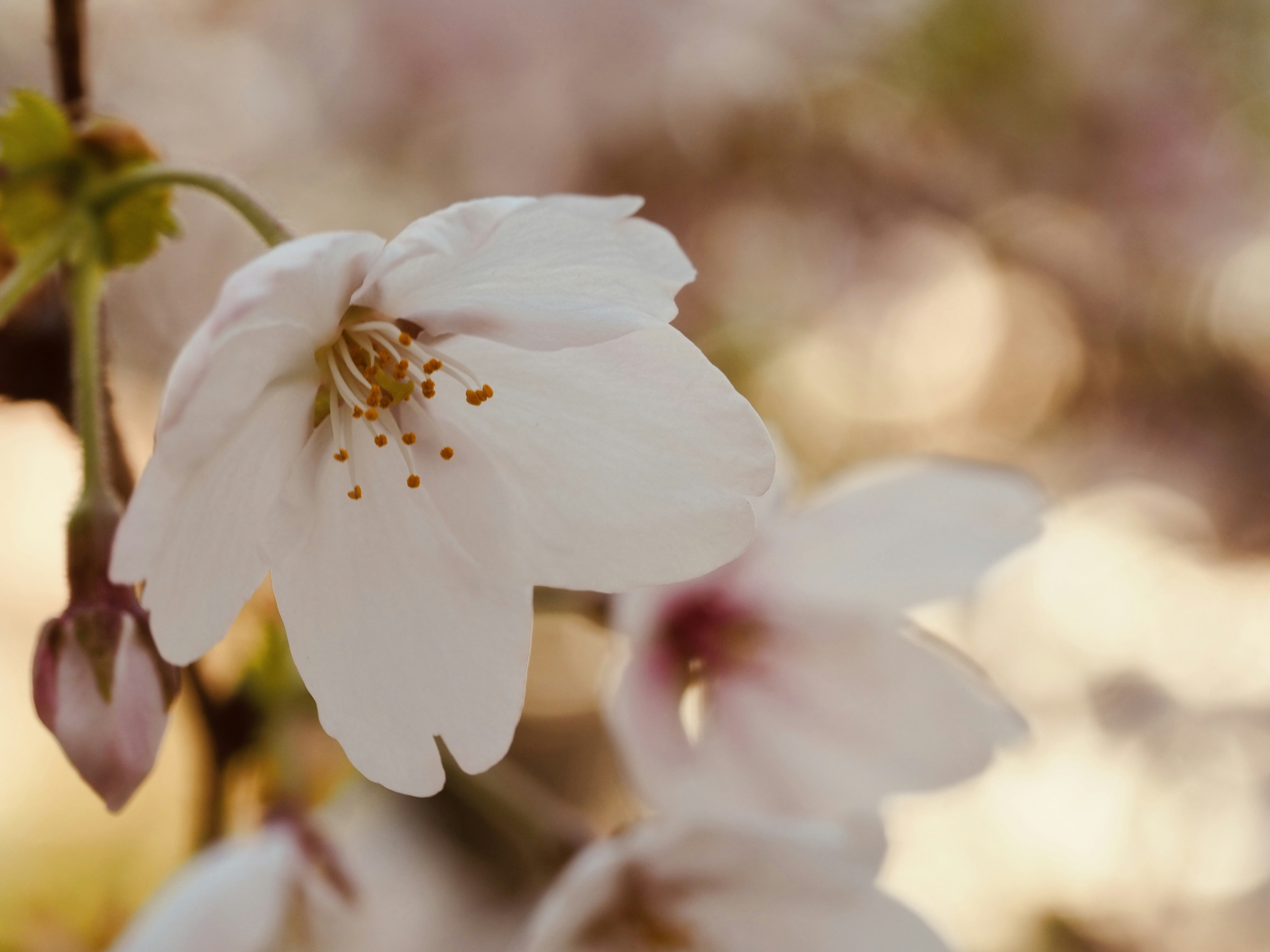 White blossom in soft backlight with pink bud accents