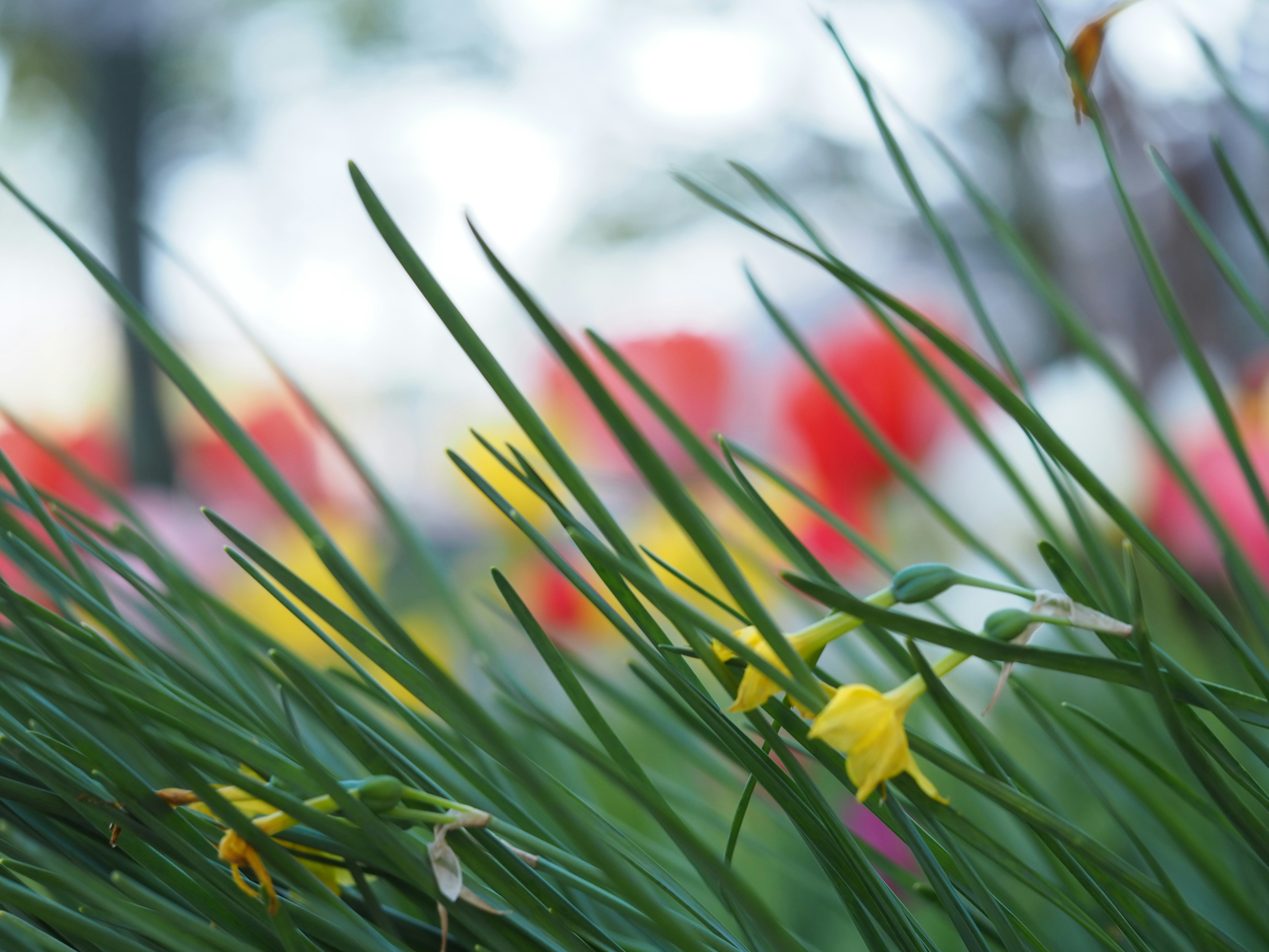 Sunlit Daffodils in a Blurred Garden Wake