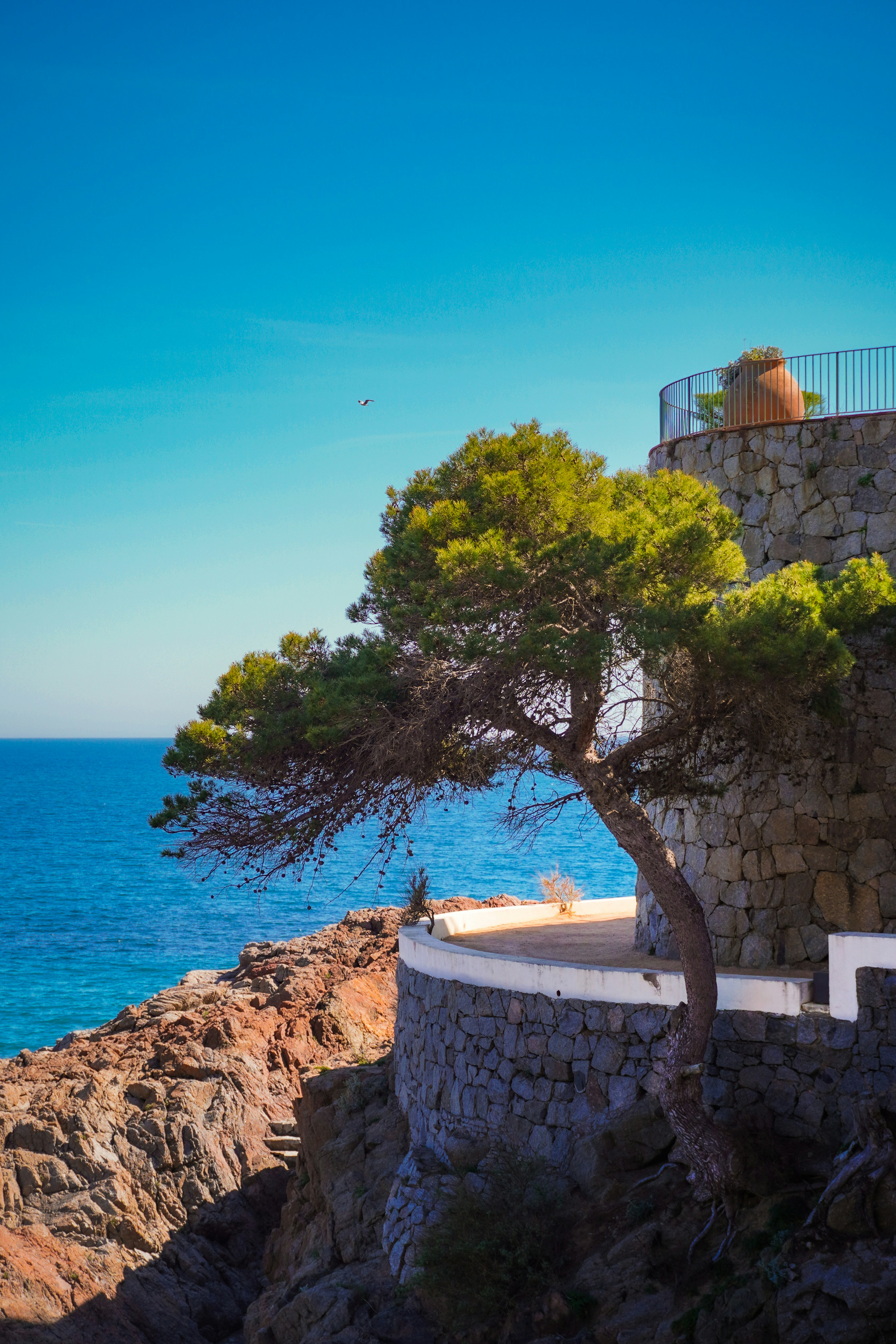 Coastal Terrace with windswept pine overlooking the blue horizon