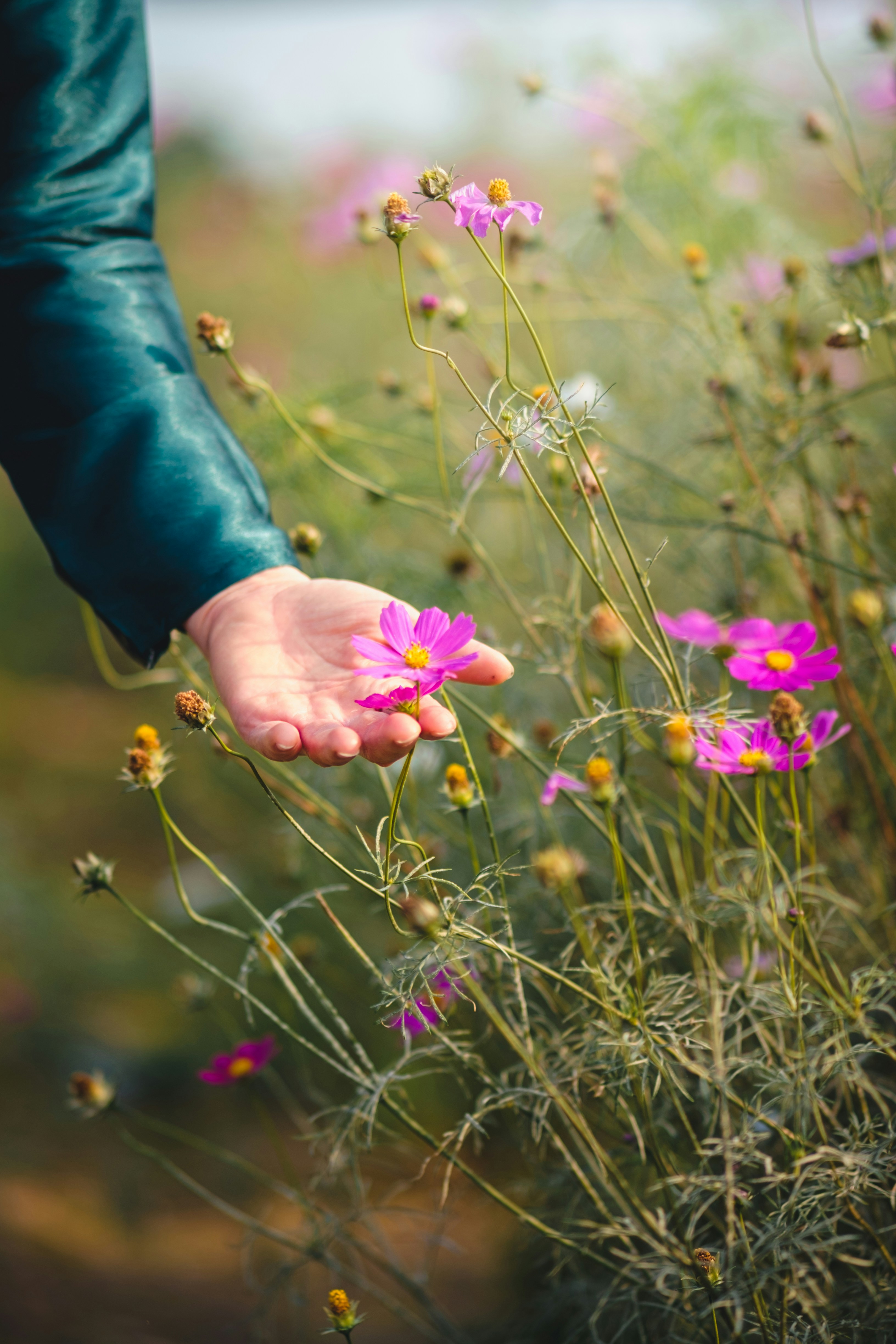 Gentle Hand Reaching for a Pink Bloom in a Field of Wildflowers