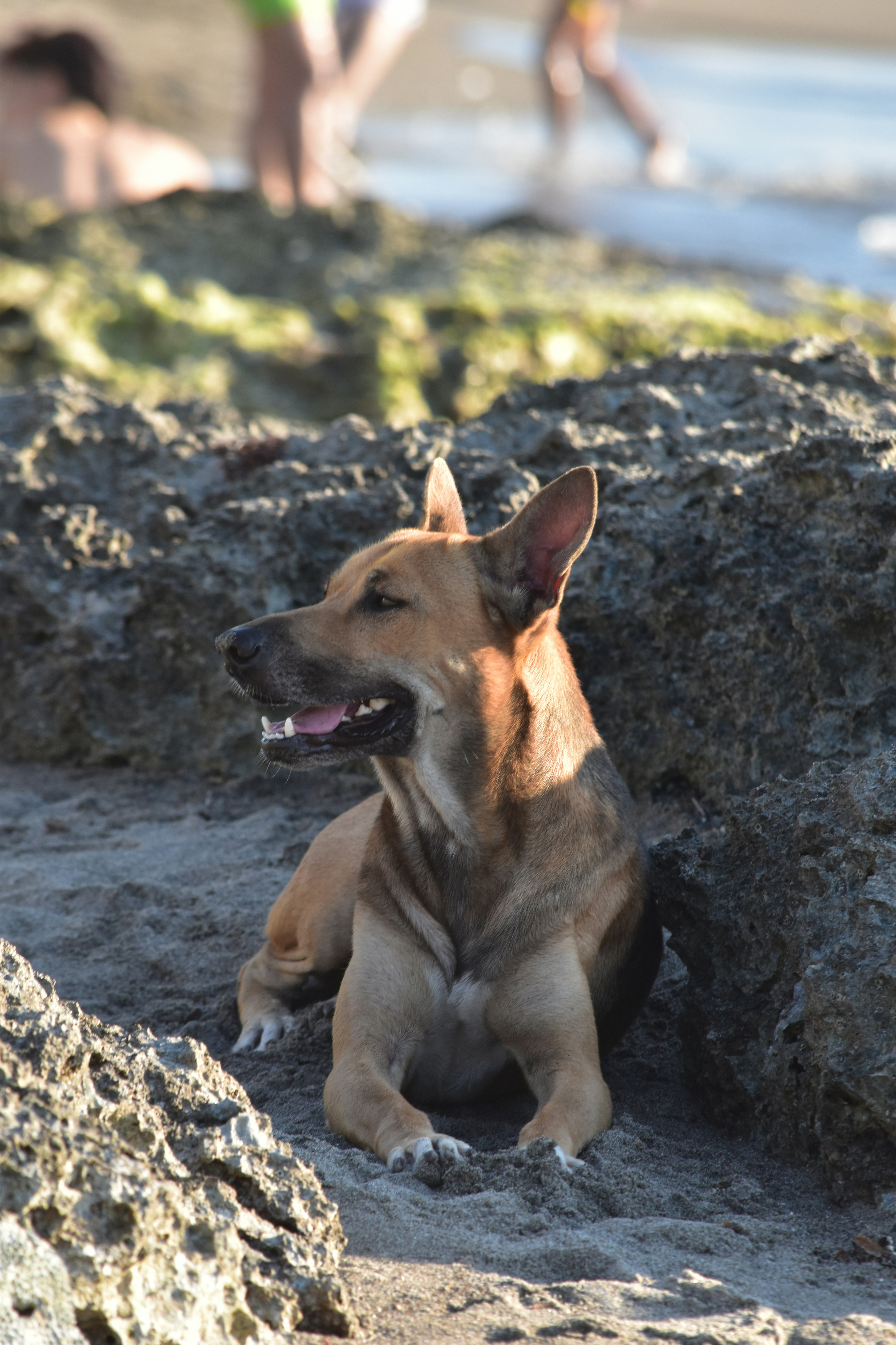 Chill Guardian of the Tidal Grotto