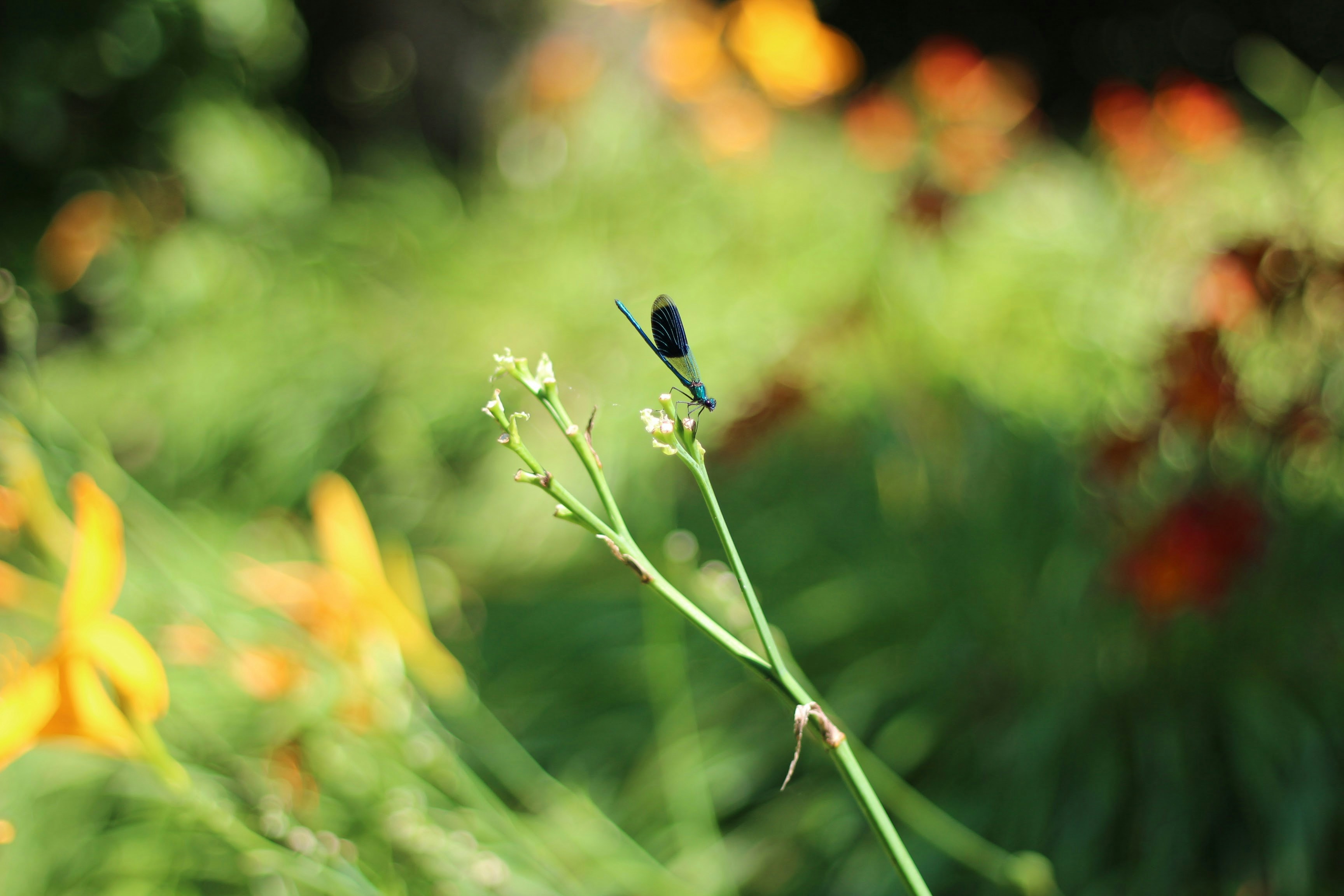 A lone dragonfly on a slender stem amid a sunlit garden