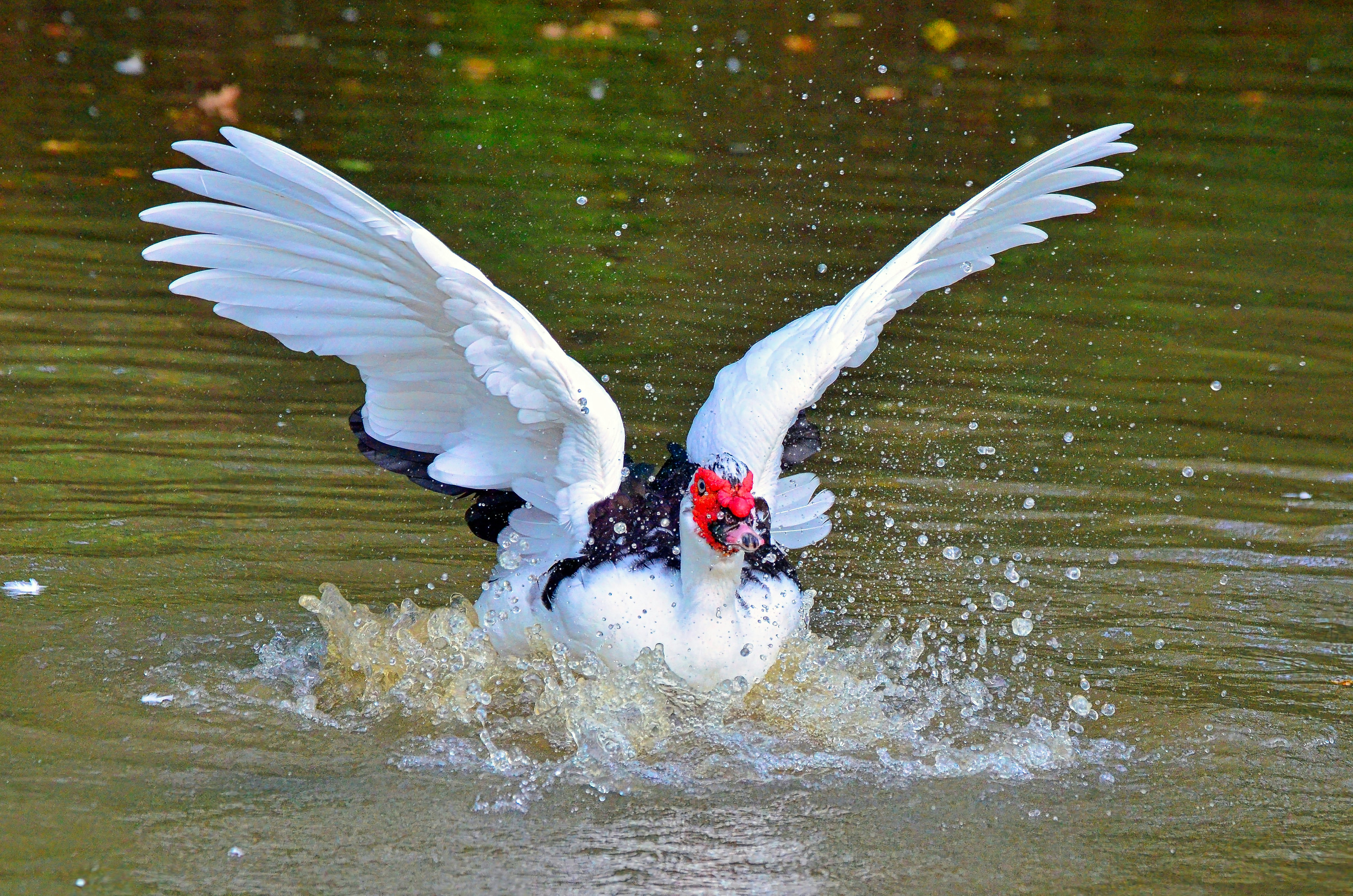 Masquerade of wings: a black-necked swan lunges through lapping water
