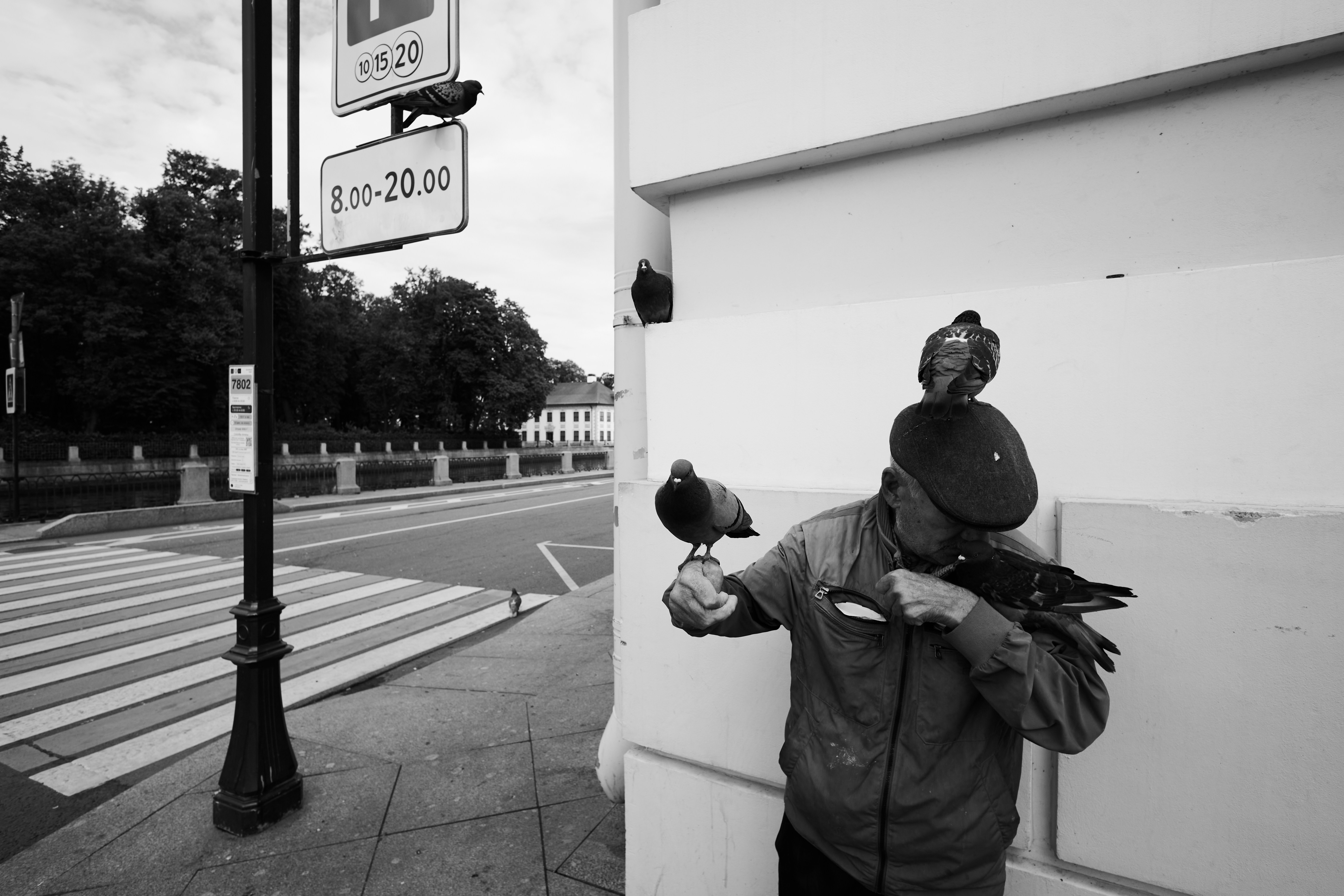Birds of a Wardrobe: A Street Duel with Doves