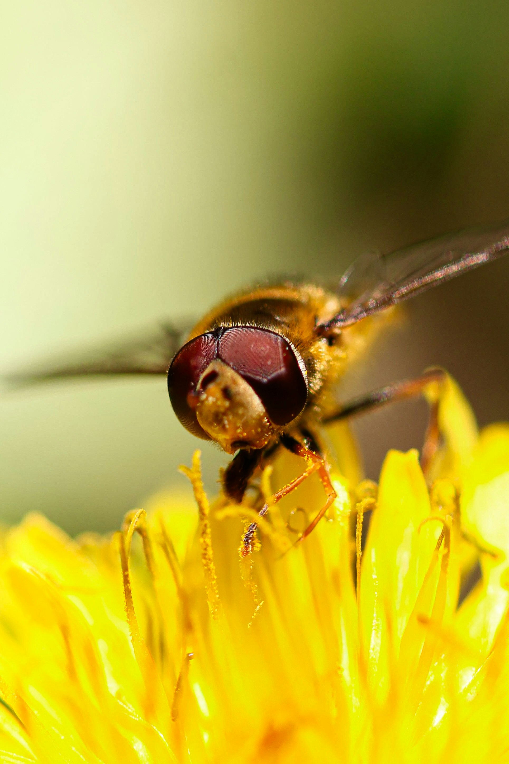 Hovering Head-to-Flower: a Macro Moment on Yellow Petals