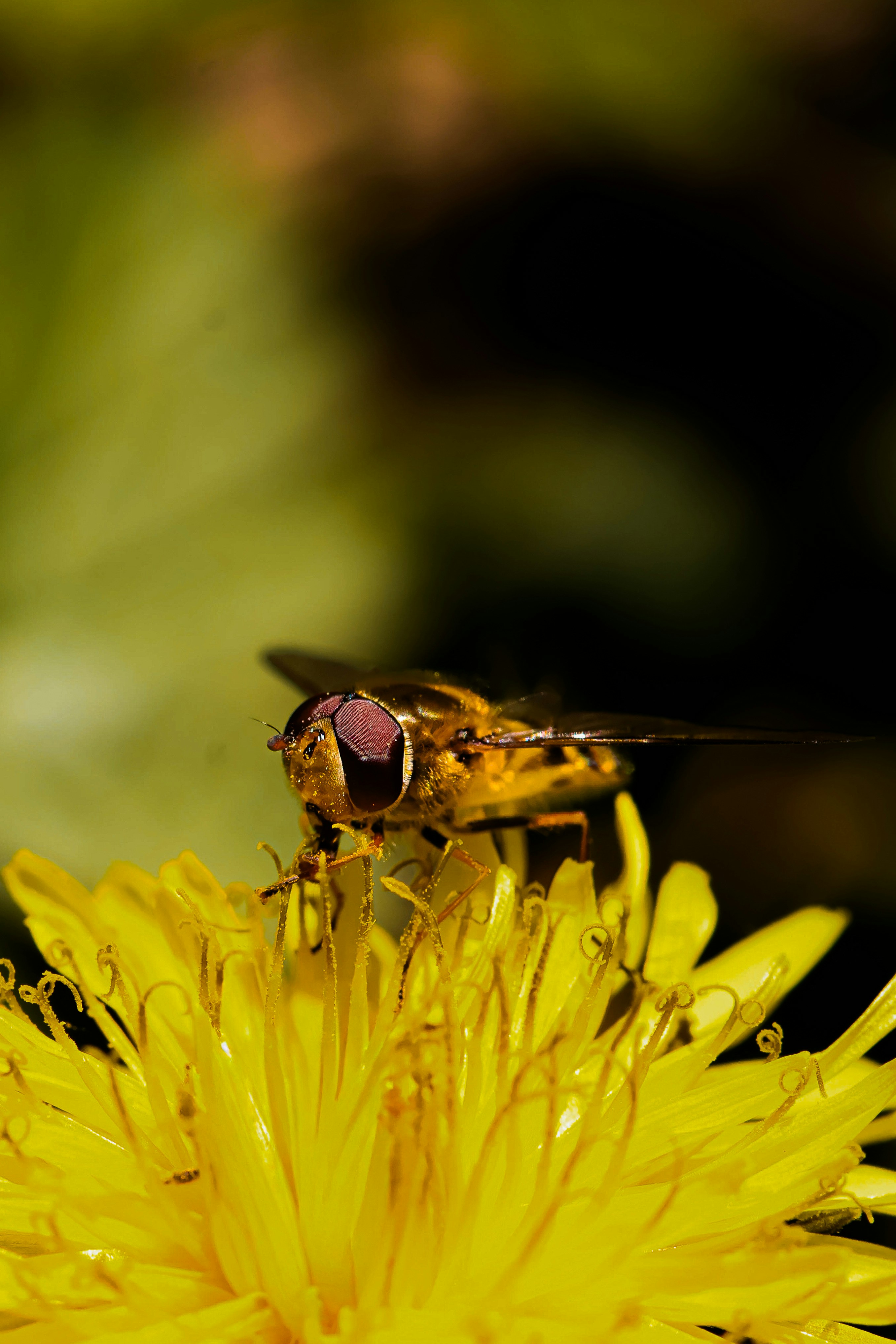 Golden Hover: A Hoverfly Perched on a Yellow Blossom