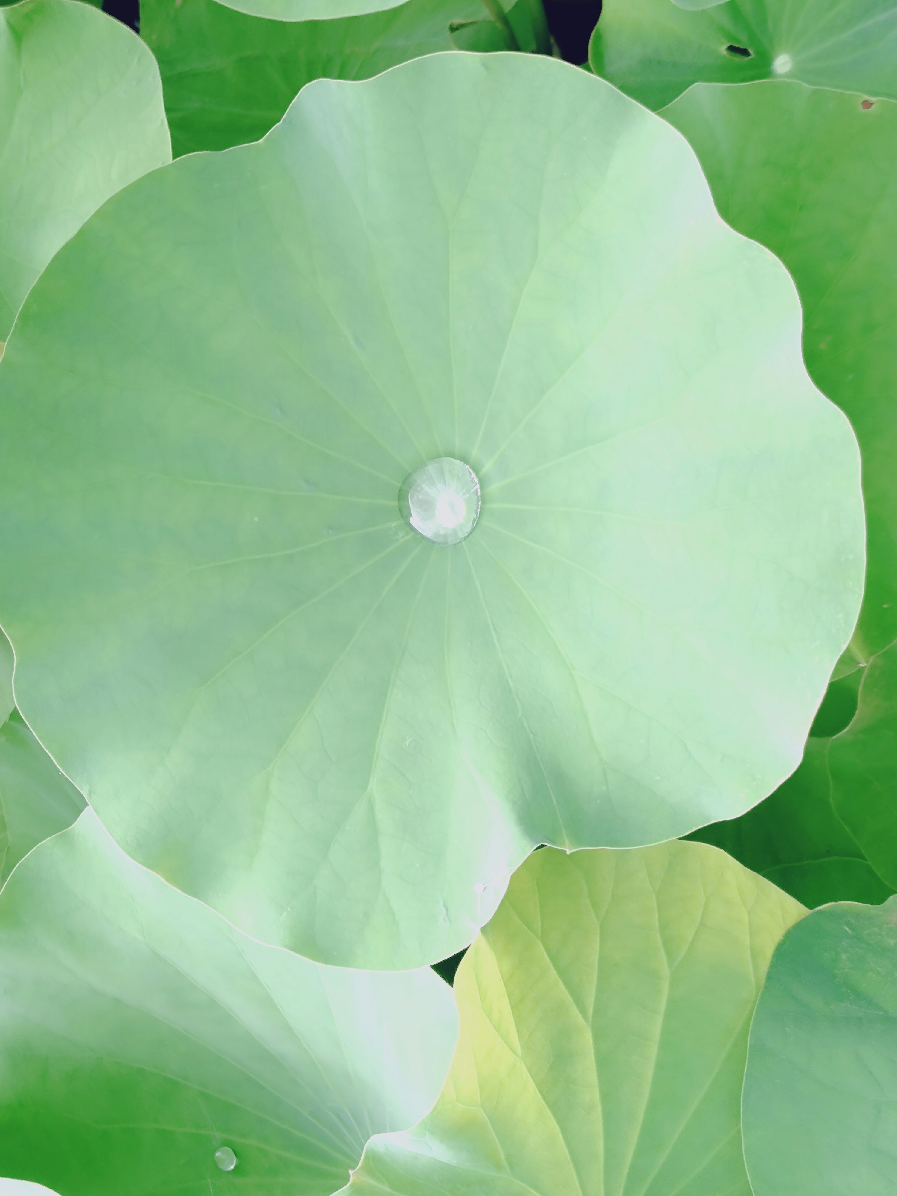Emerald Orbs: Close-Up of Lotus Leaf Veins