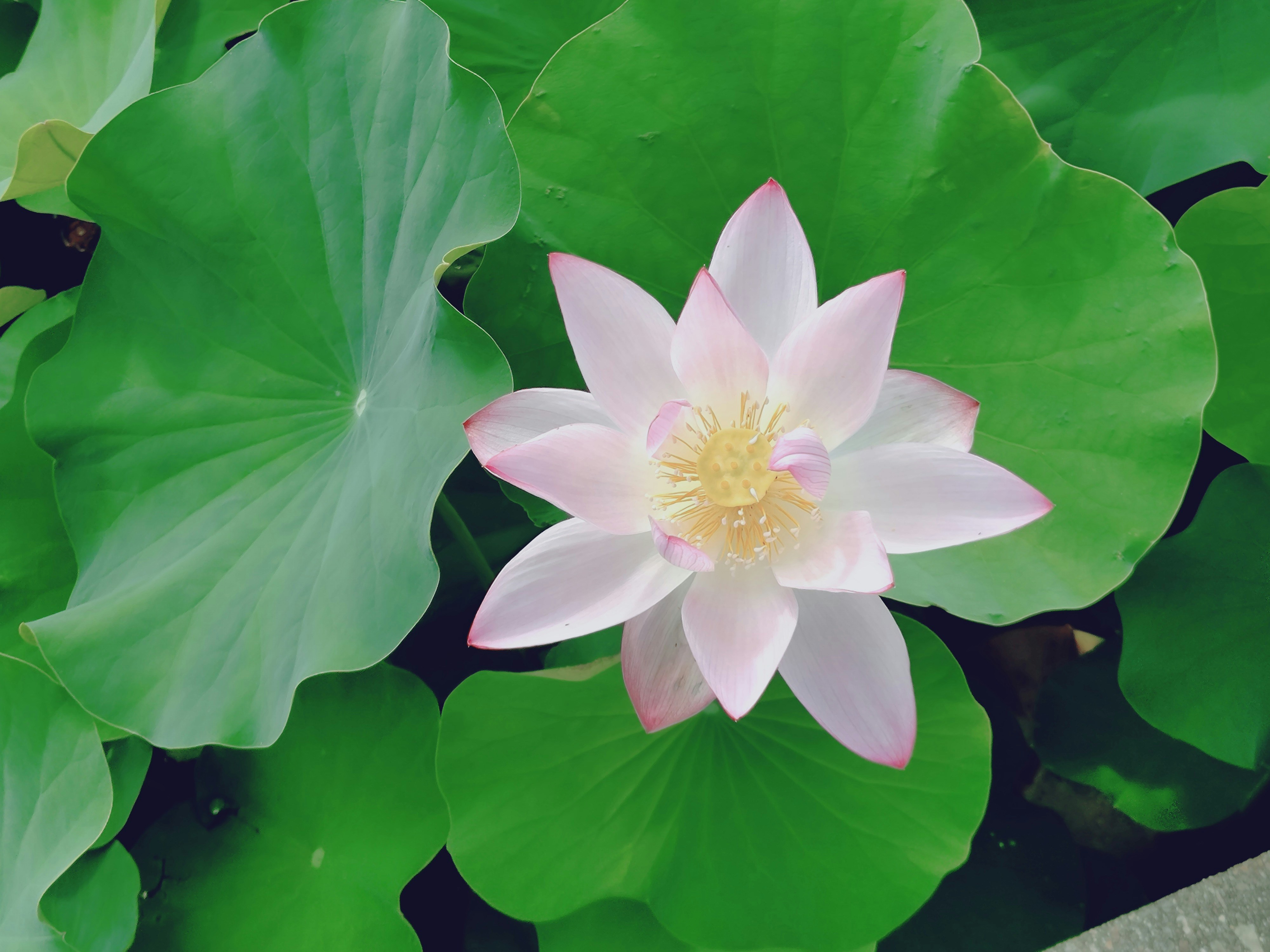 Soft Pink Lotus Amid Emerald Pads