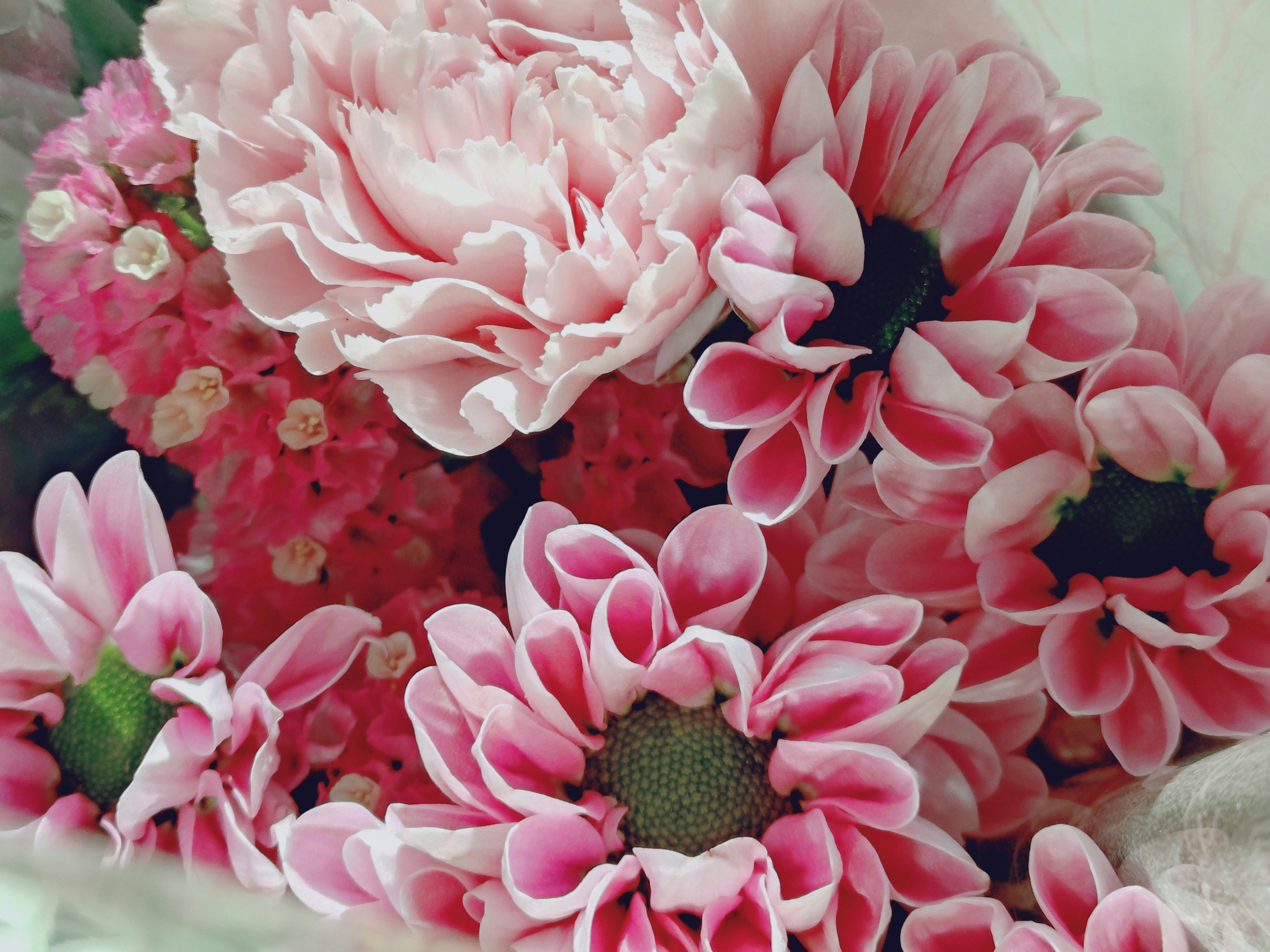 Petal Chorus: A Burst of Pink Floral Texture