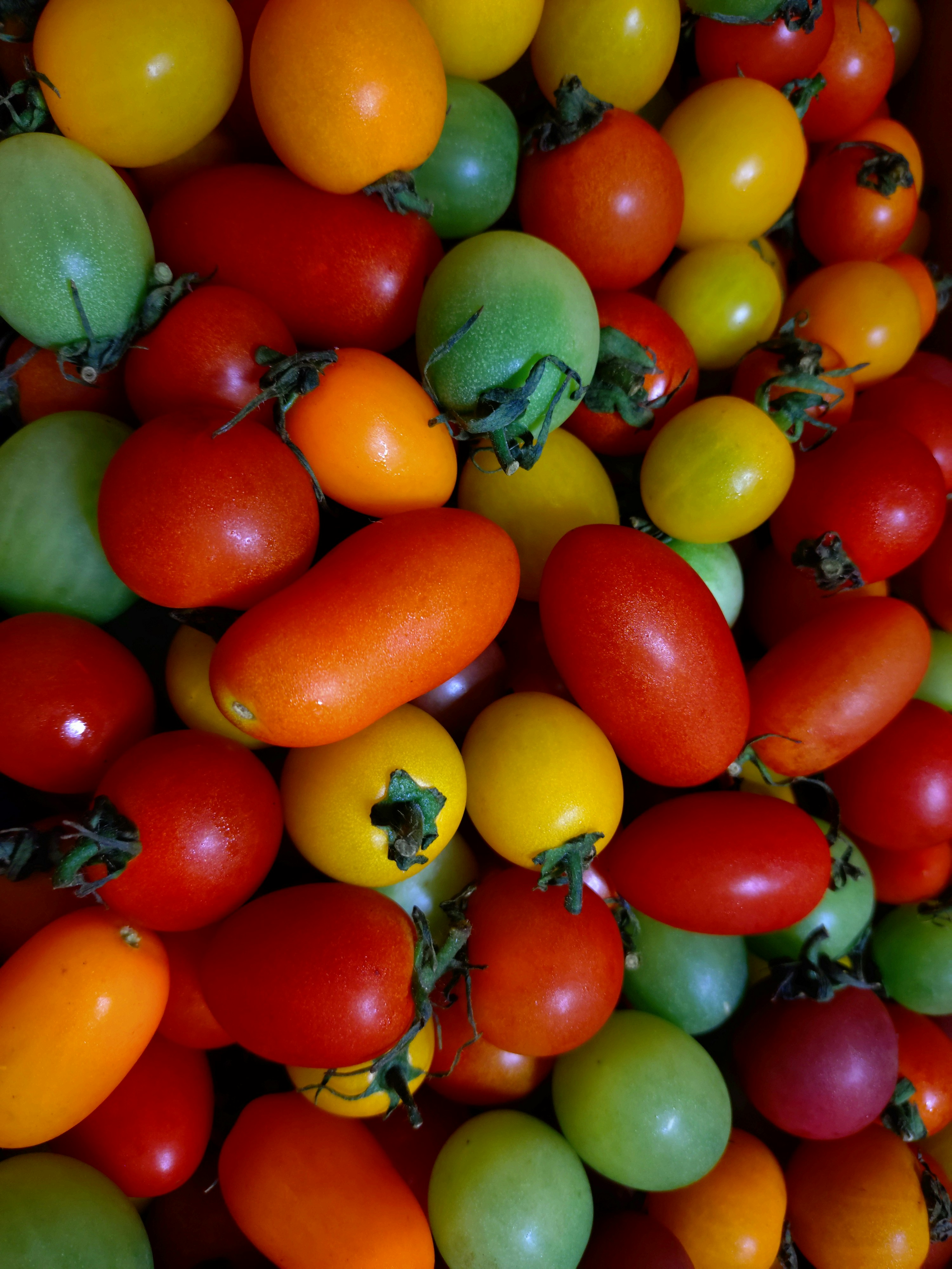 A Burst of Tomatoes: Orchard Rainbow in a Heap