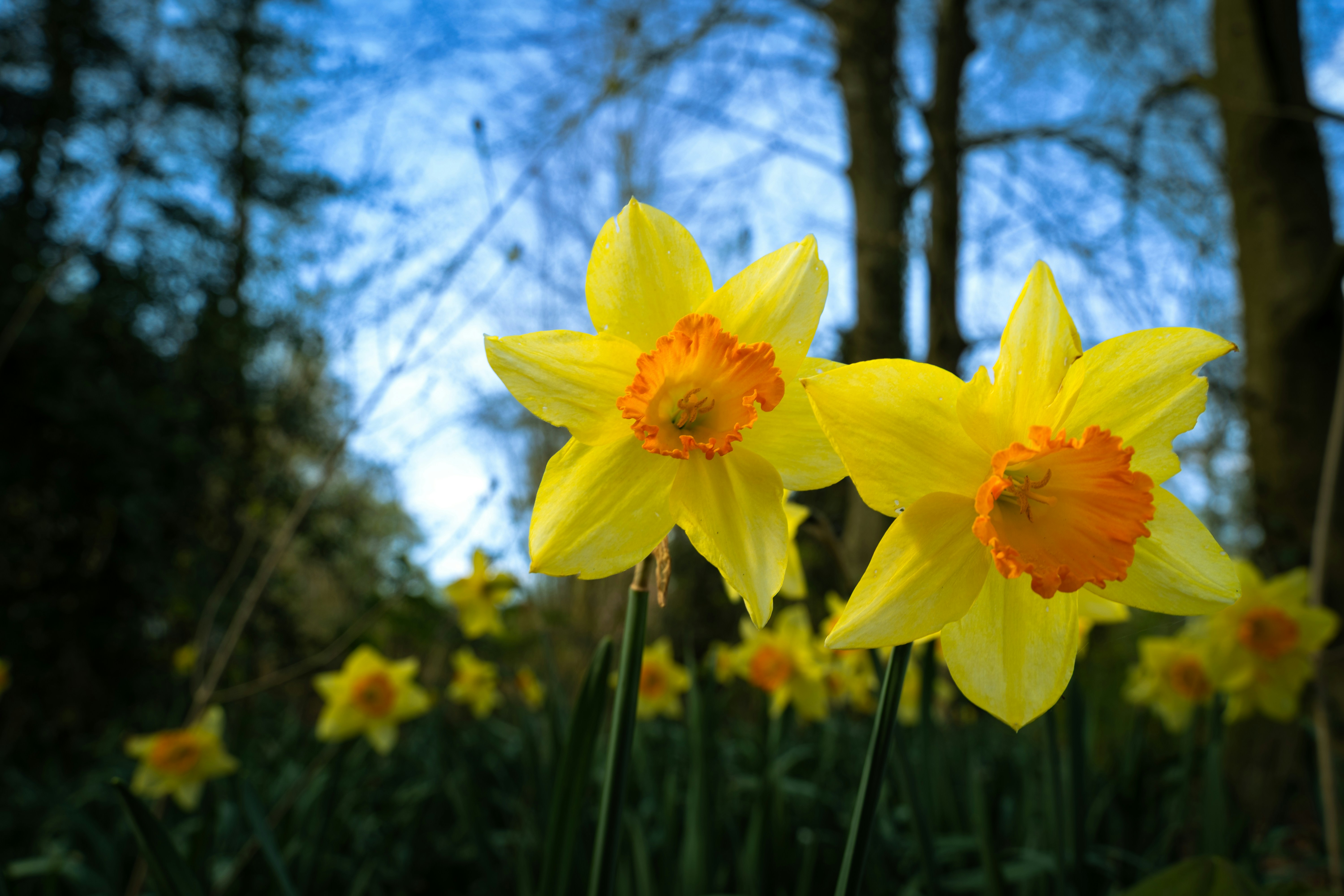 Sunlit Narcissus Duo: A Close-Up Bloom in a Spring Wood