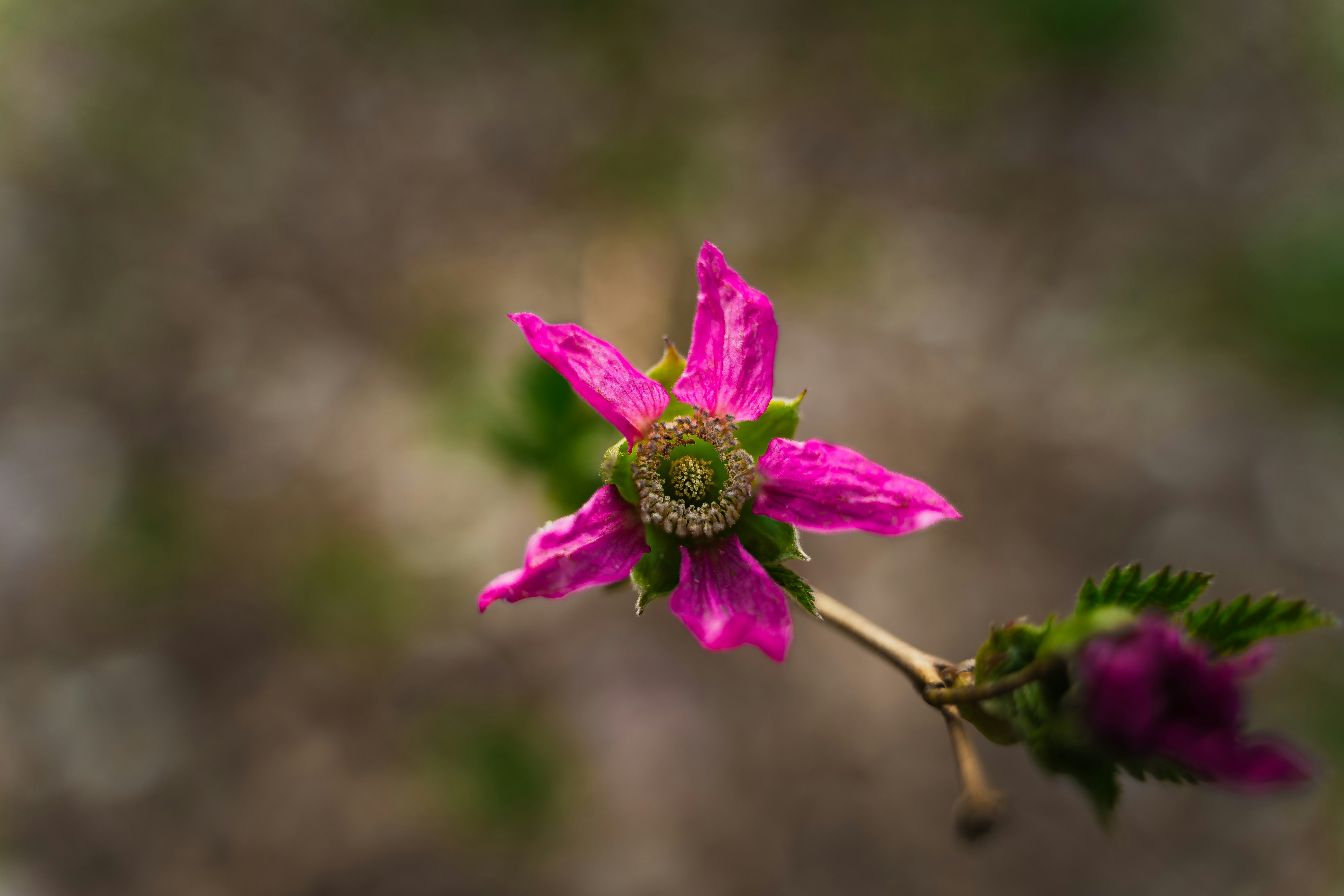 Pink-tipped Wildflower Undersoft Focus