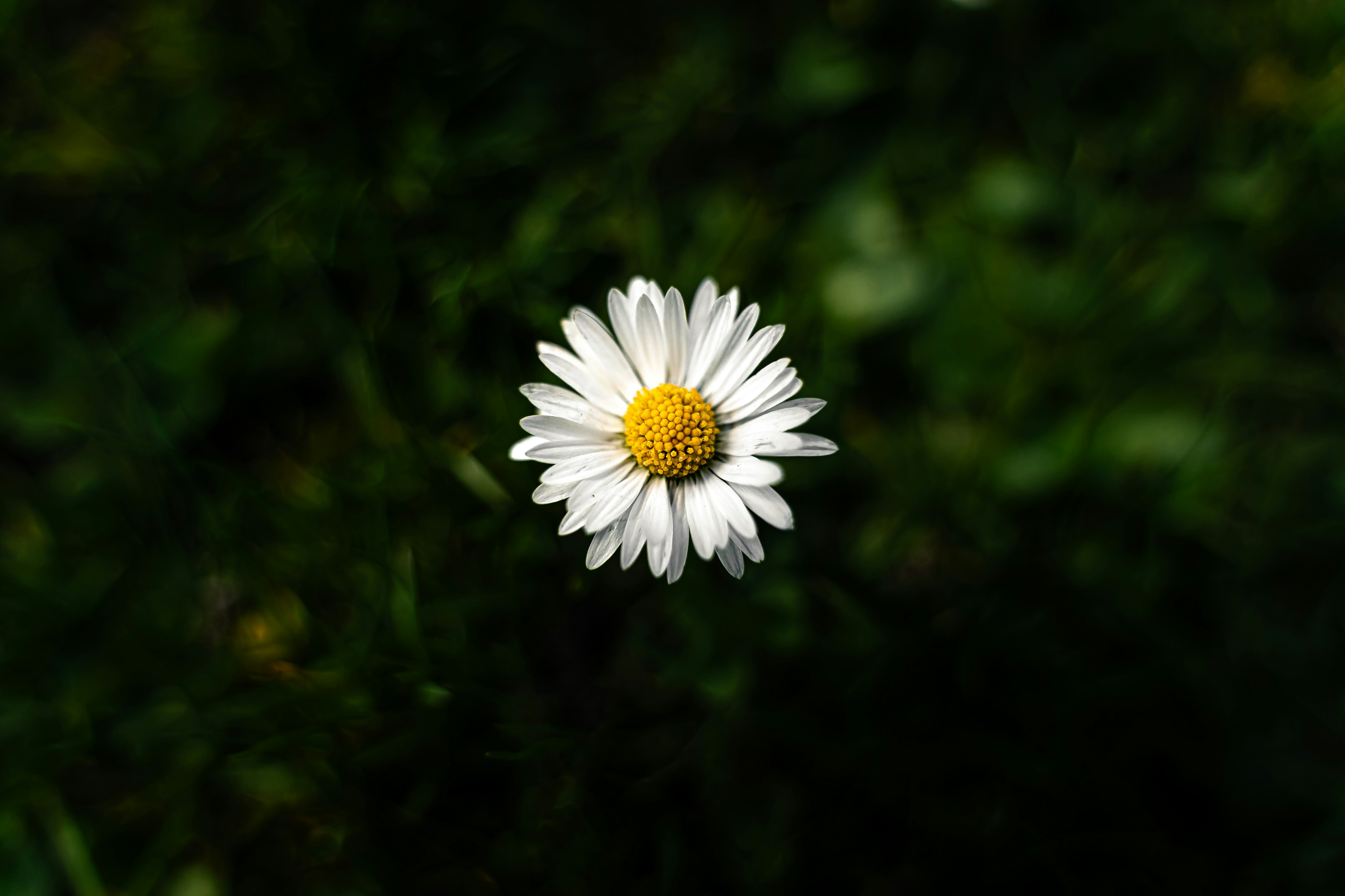 Single Daisy in Focus: A Quiet Centered Bloom