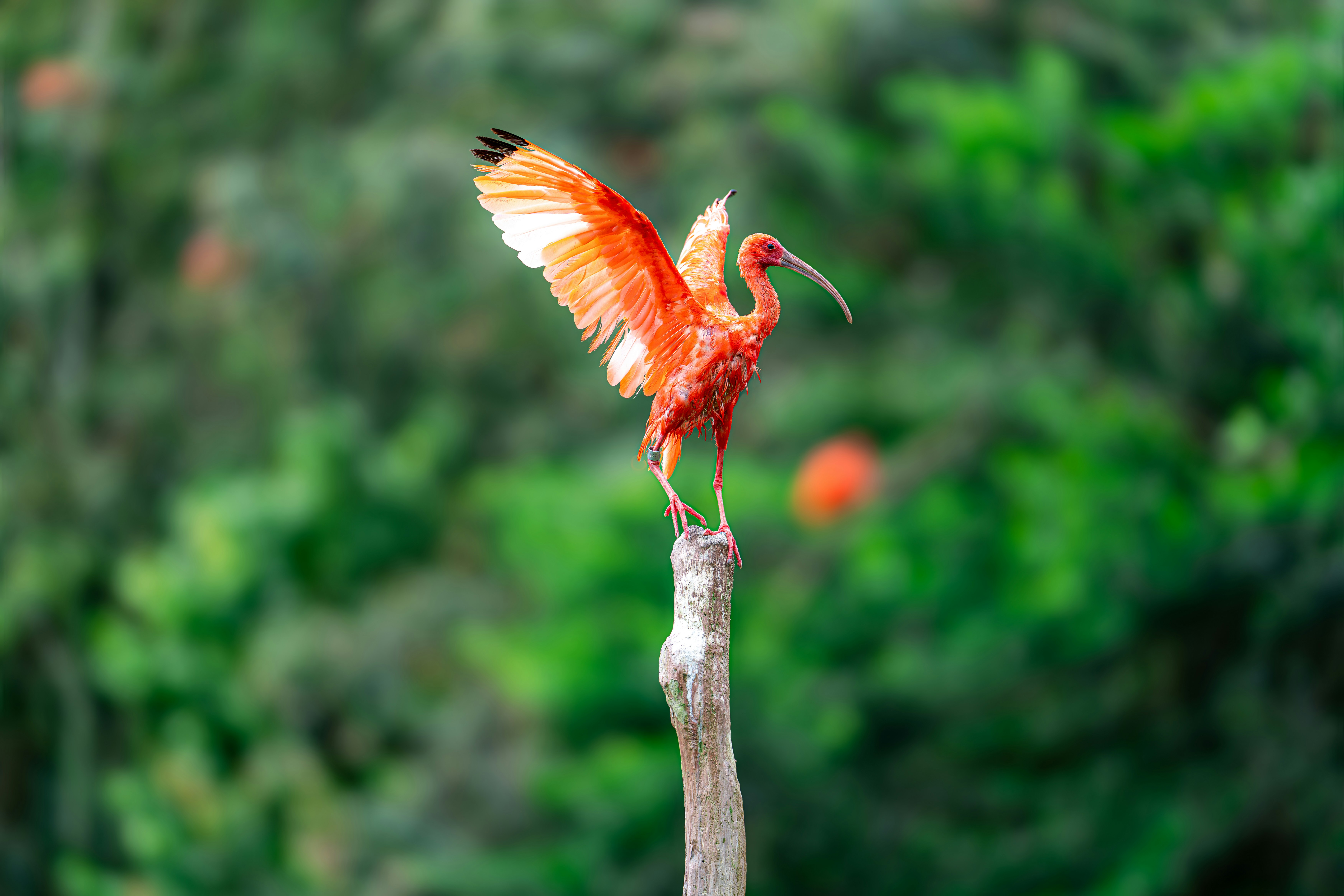 Sunlit Scarlet Ibis Balancing on a Weathered Stump