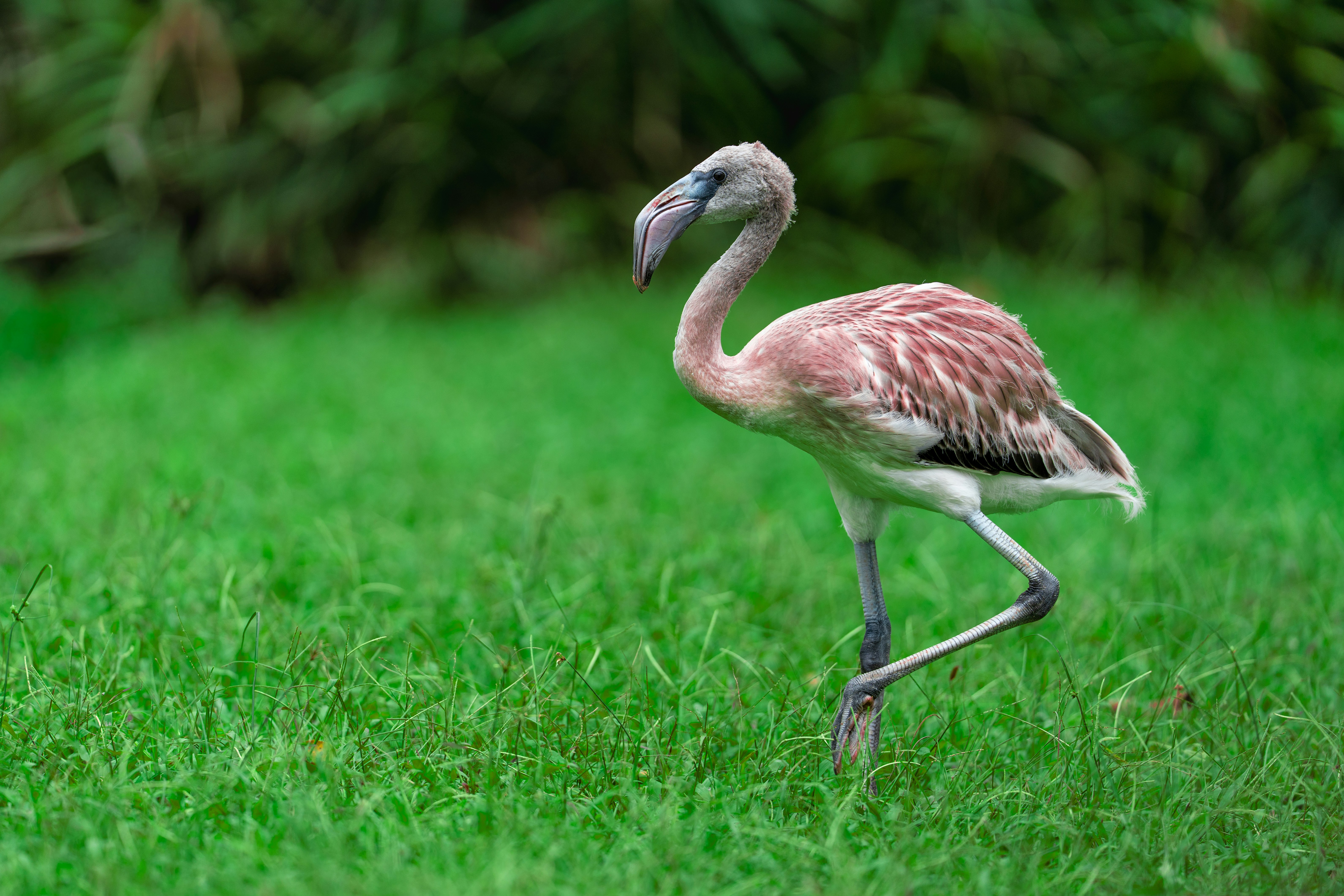 Flamingo Stride Across Emerald Grass