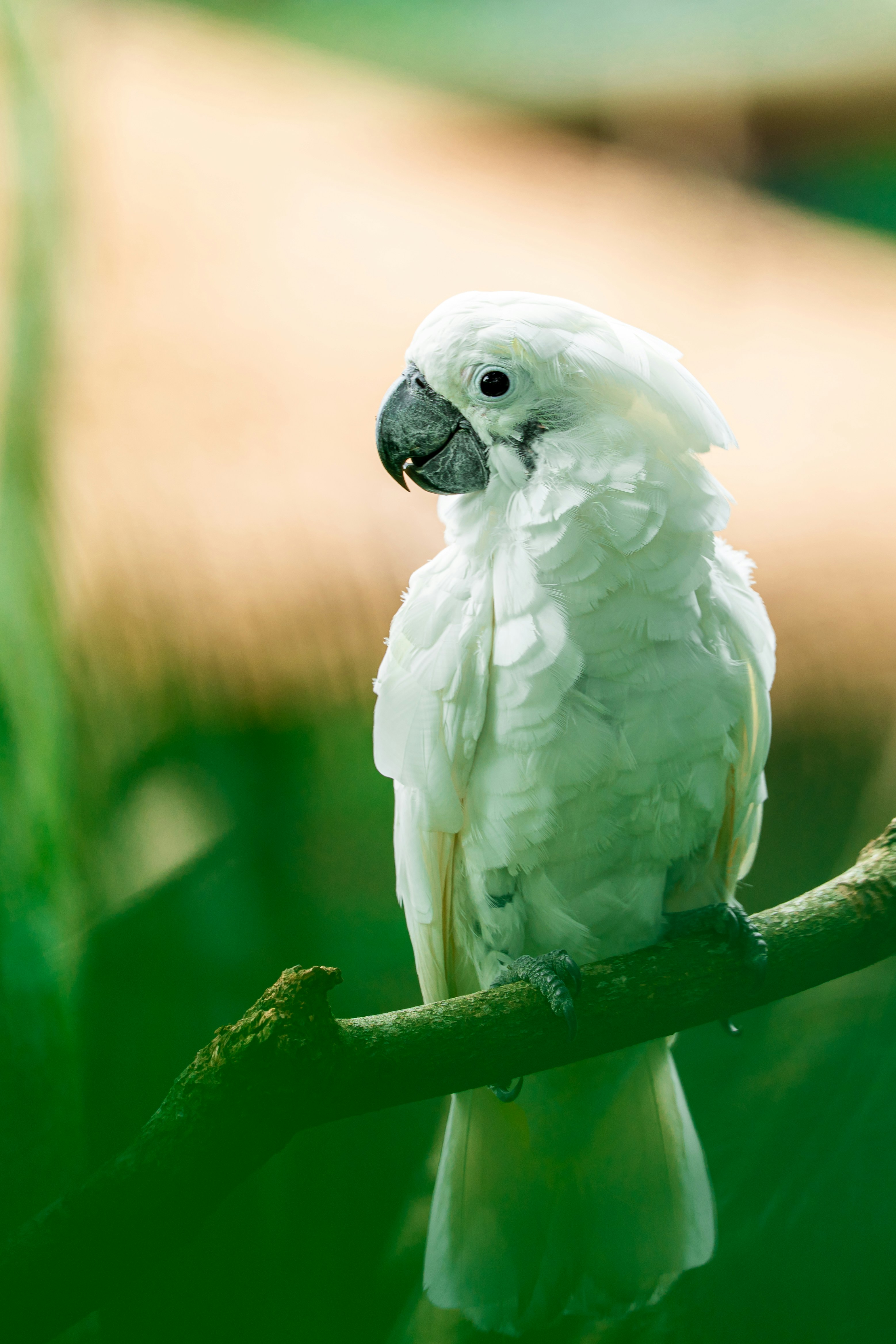 White Cockatoo in Soft Green Backdrop