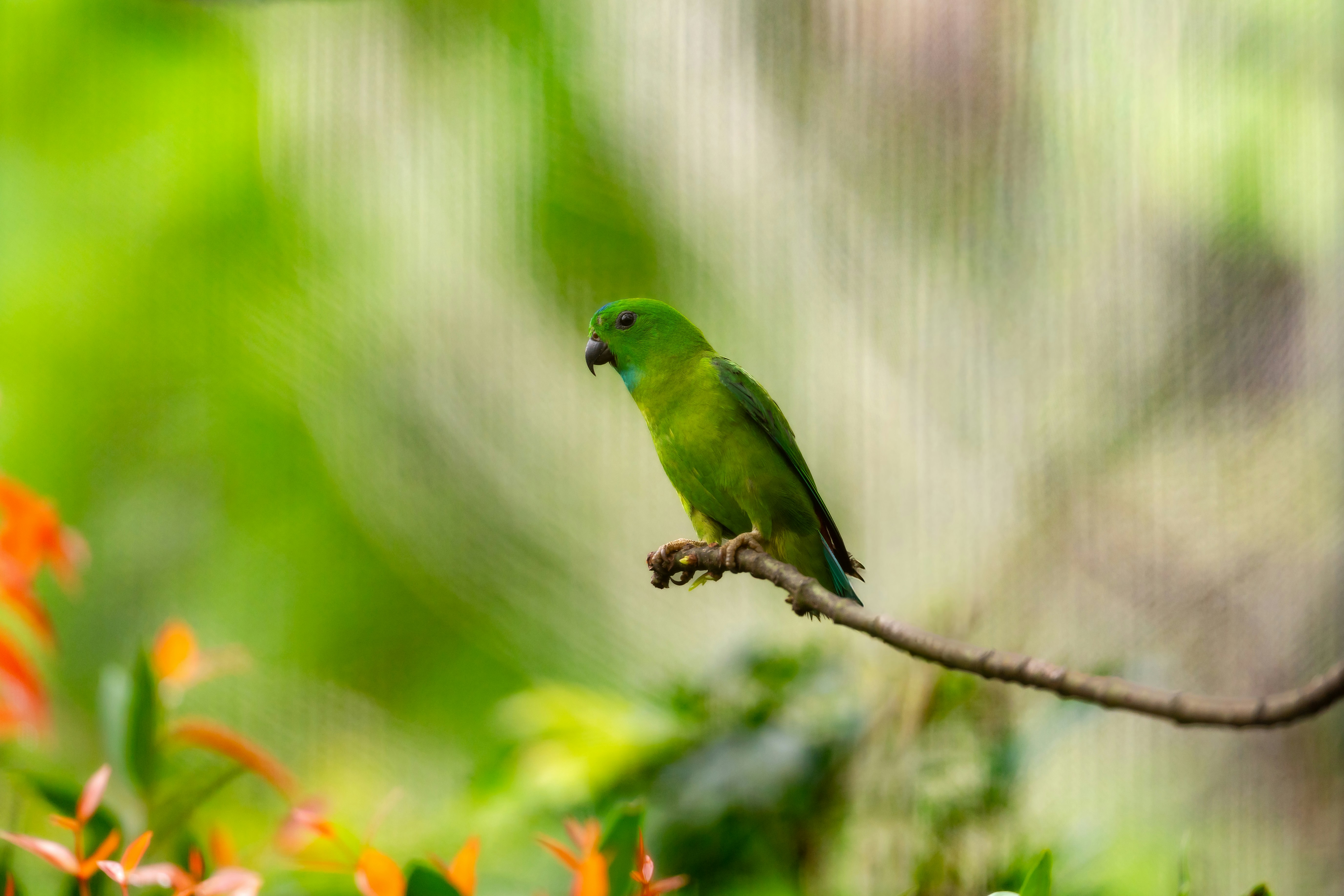 Green Finch on a Thin Branch in a Lush Garden