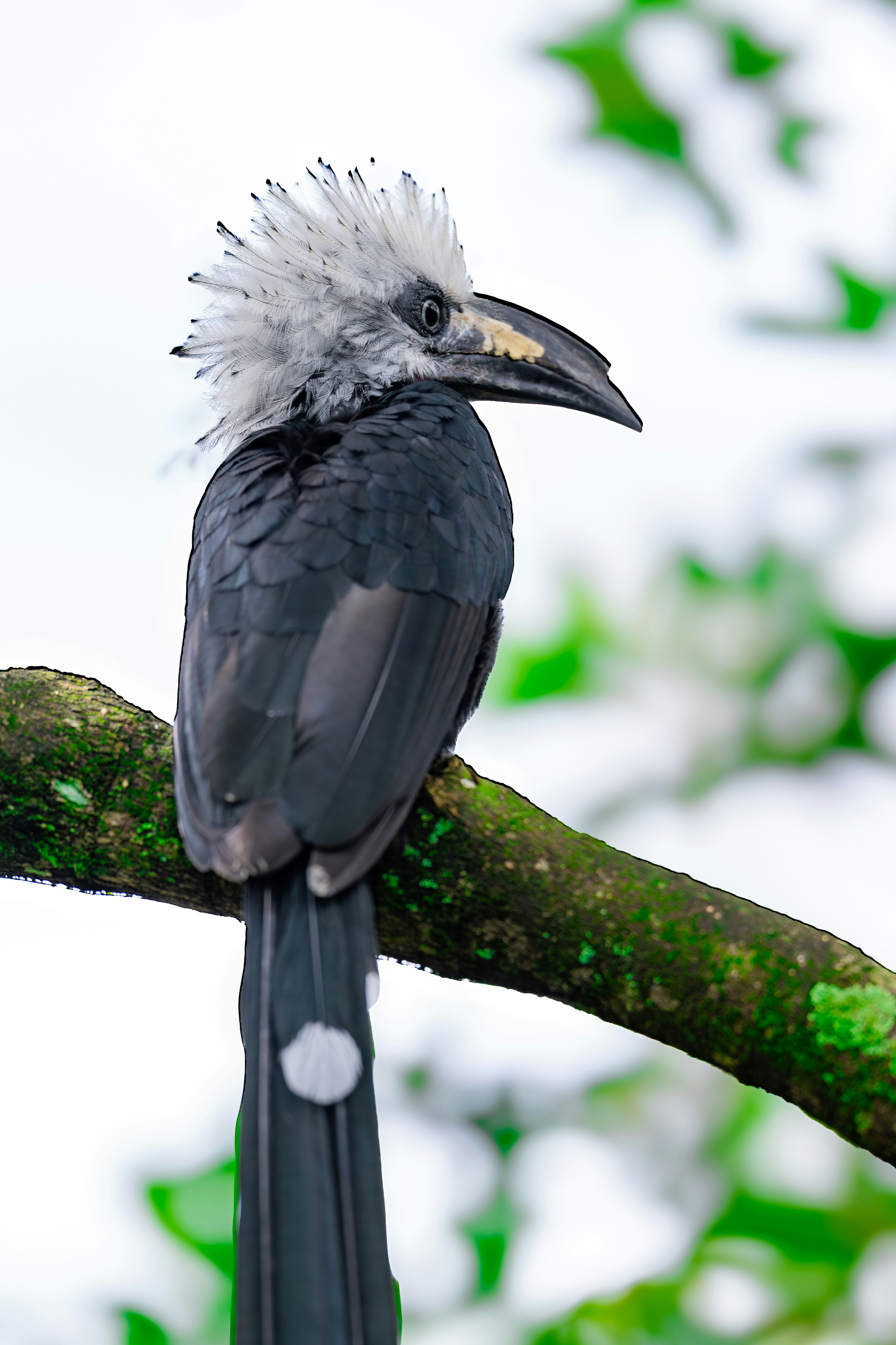 Crested Crow on a Mossy Branch