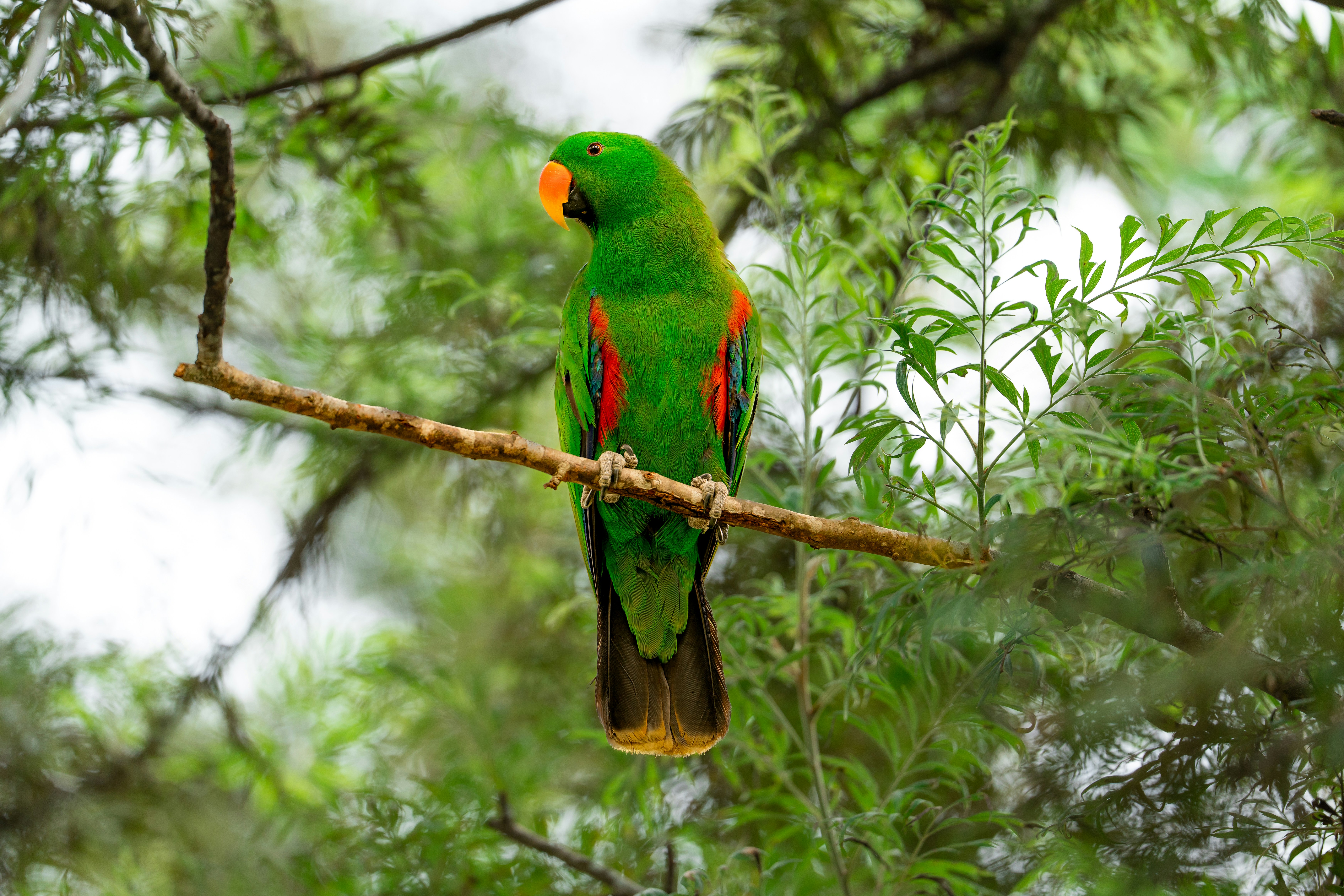 Emerald Perch: A Green Parrot Studying Its Greens