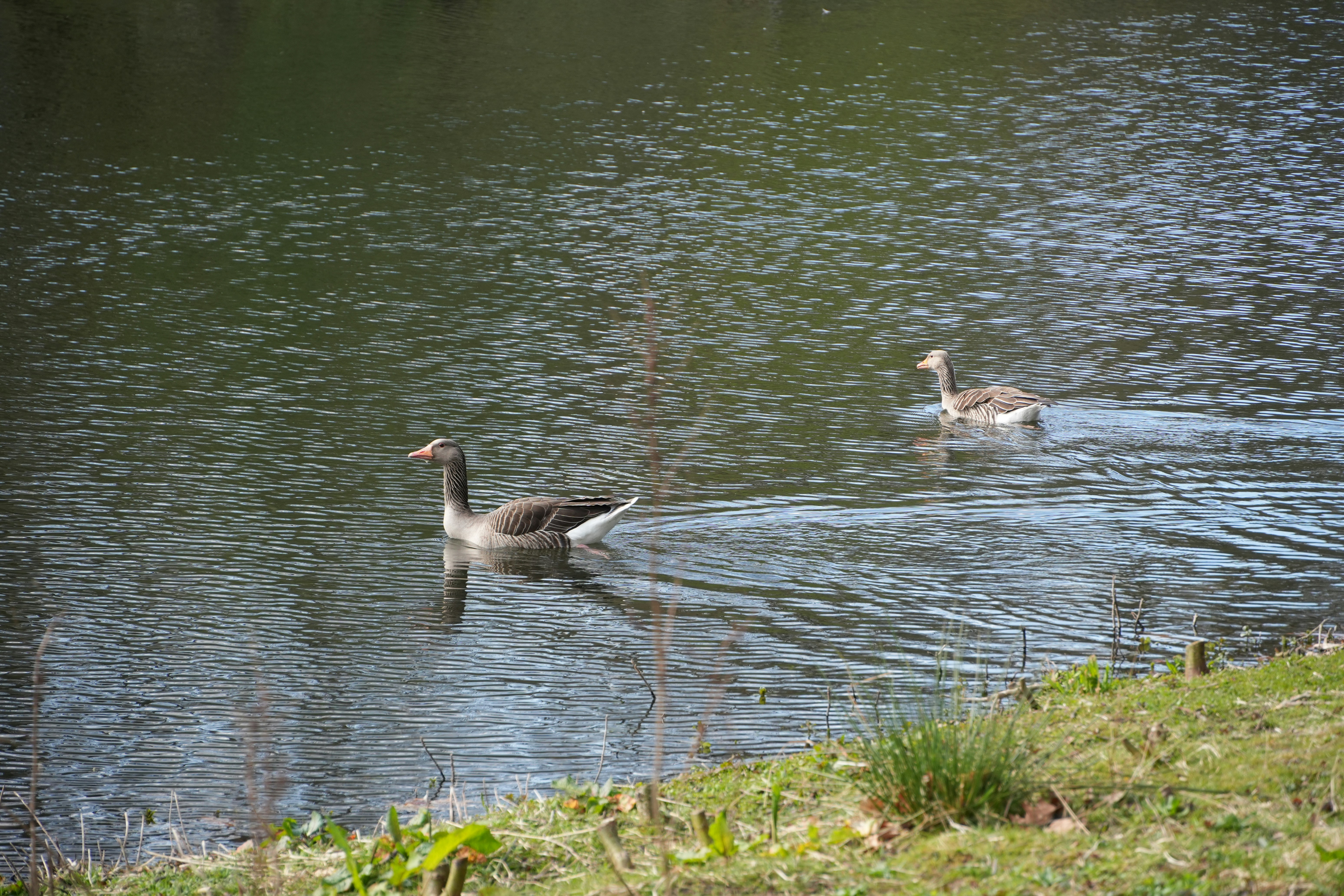 Two Grebes on a Quiet Riverside Drift