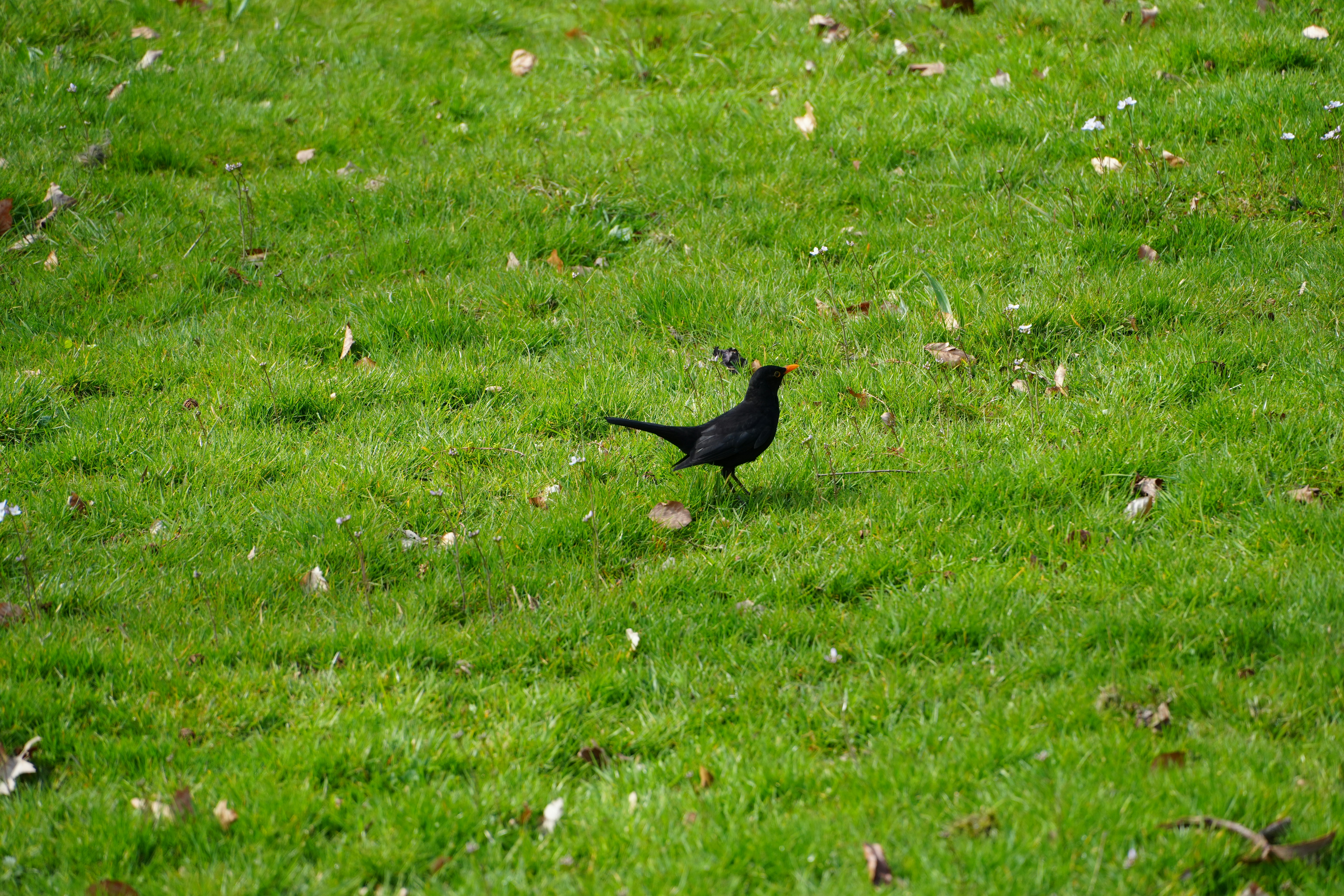 Lone Blackbird Streaking Across a Quiet Green Field