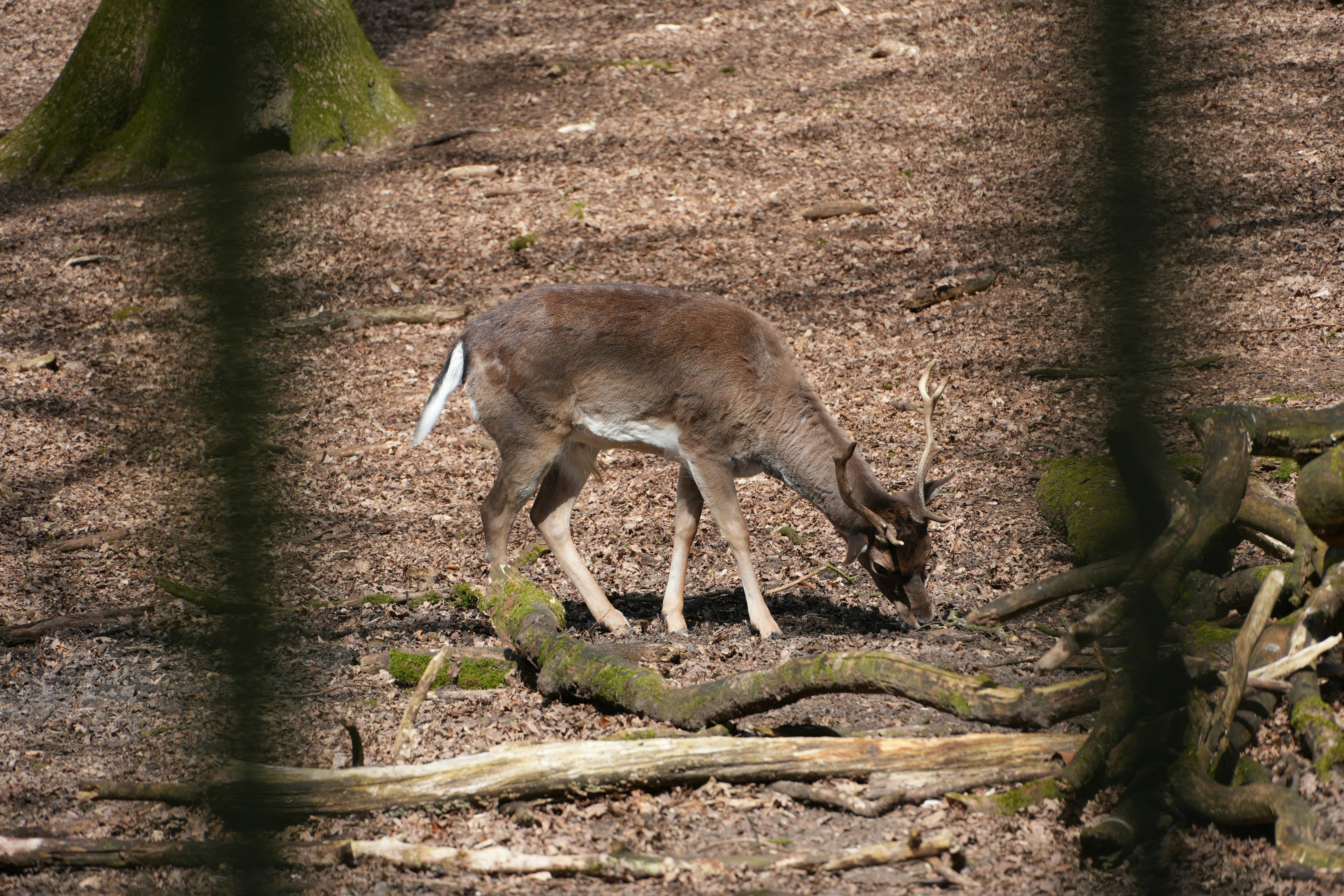 Forest Forager: A Roe Deer Grazing Under Dappled Light