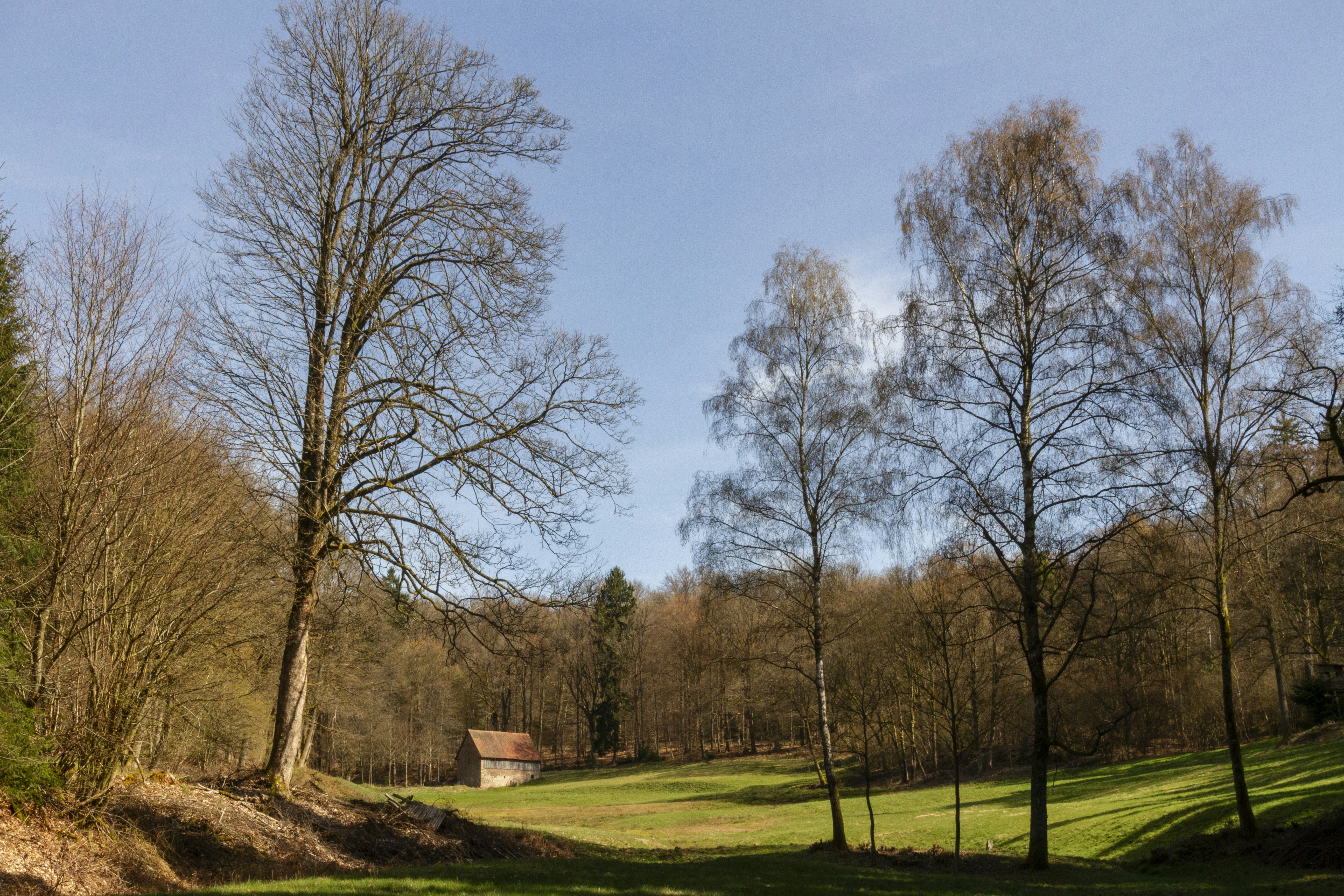 Sunlit Clearing with a Distant Cottage under Bare Trees