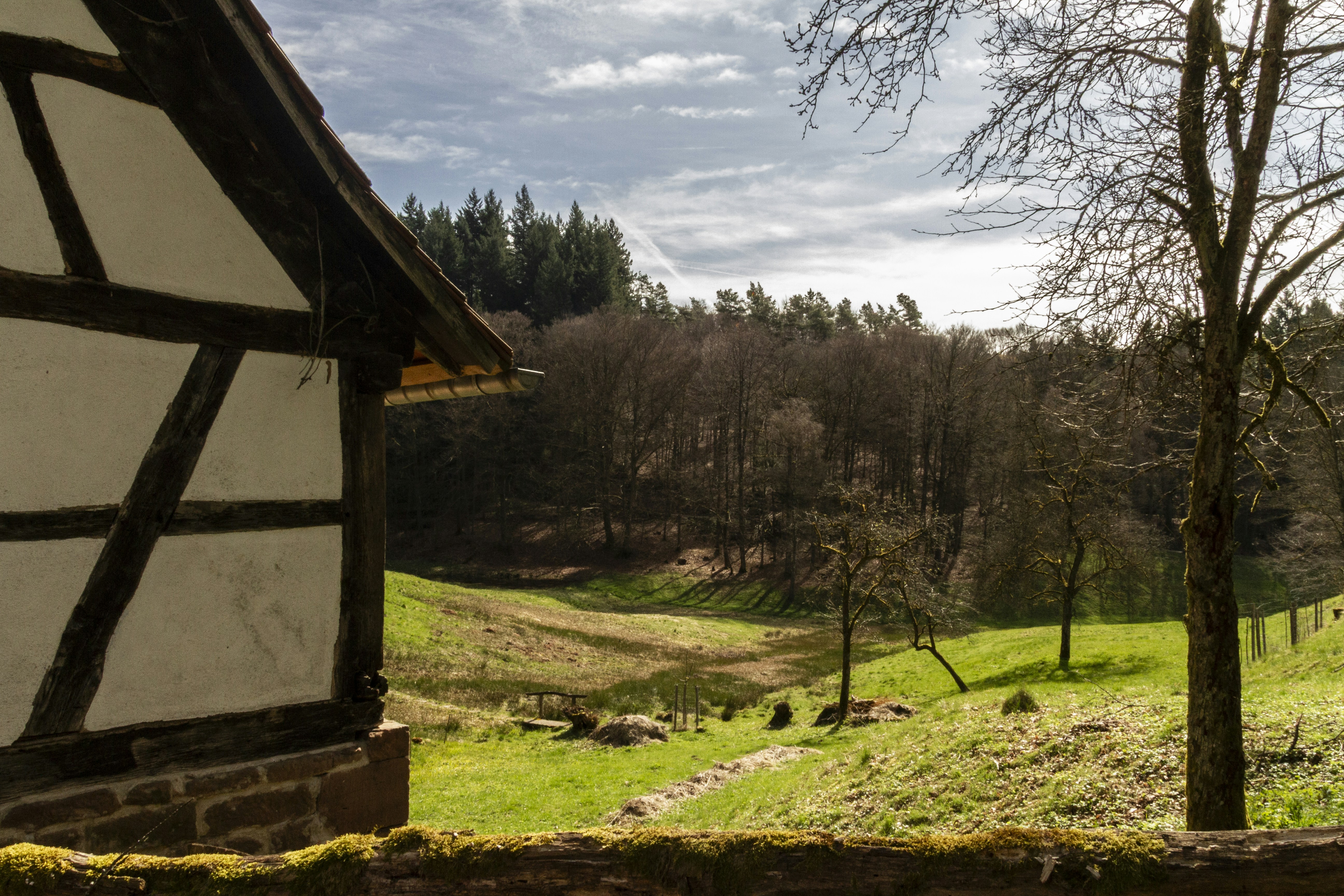 Timbered Cottage at the Edge of a Sunny Meadow