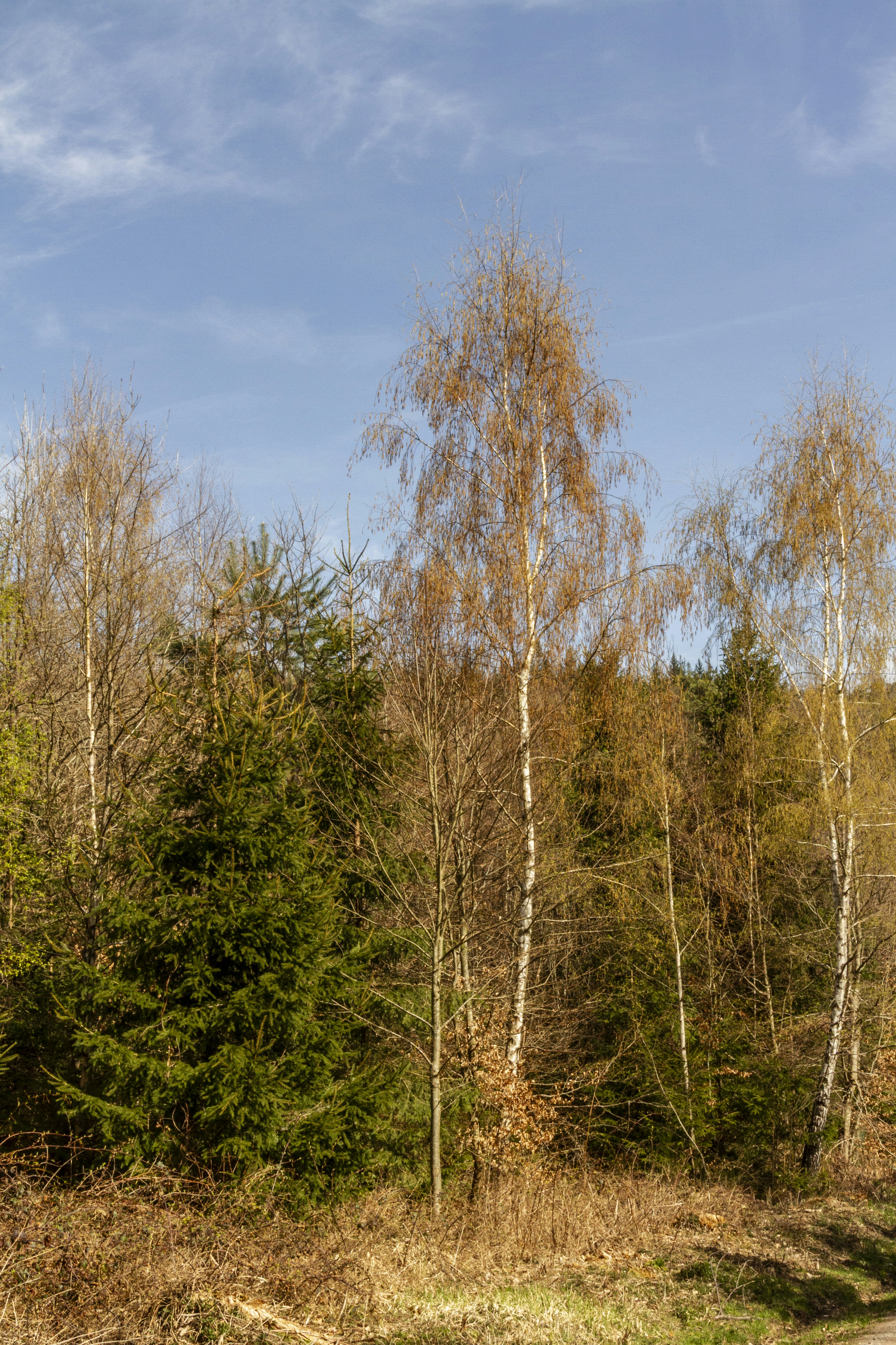Autumn Birches Elevate a Quiet Forest