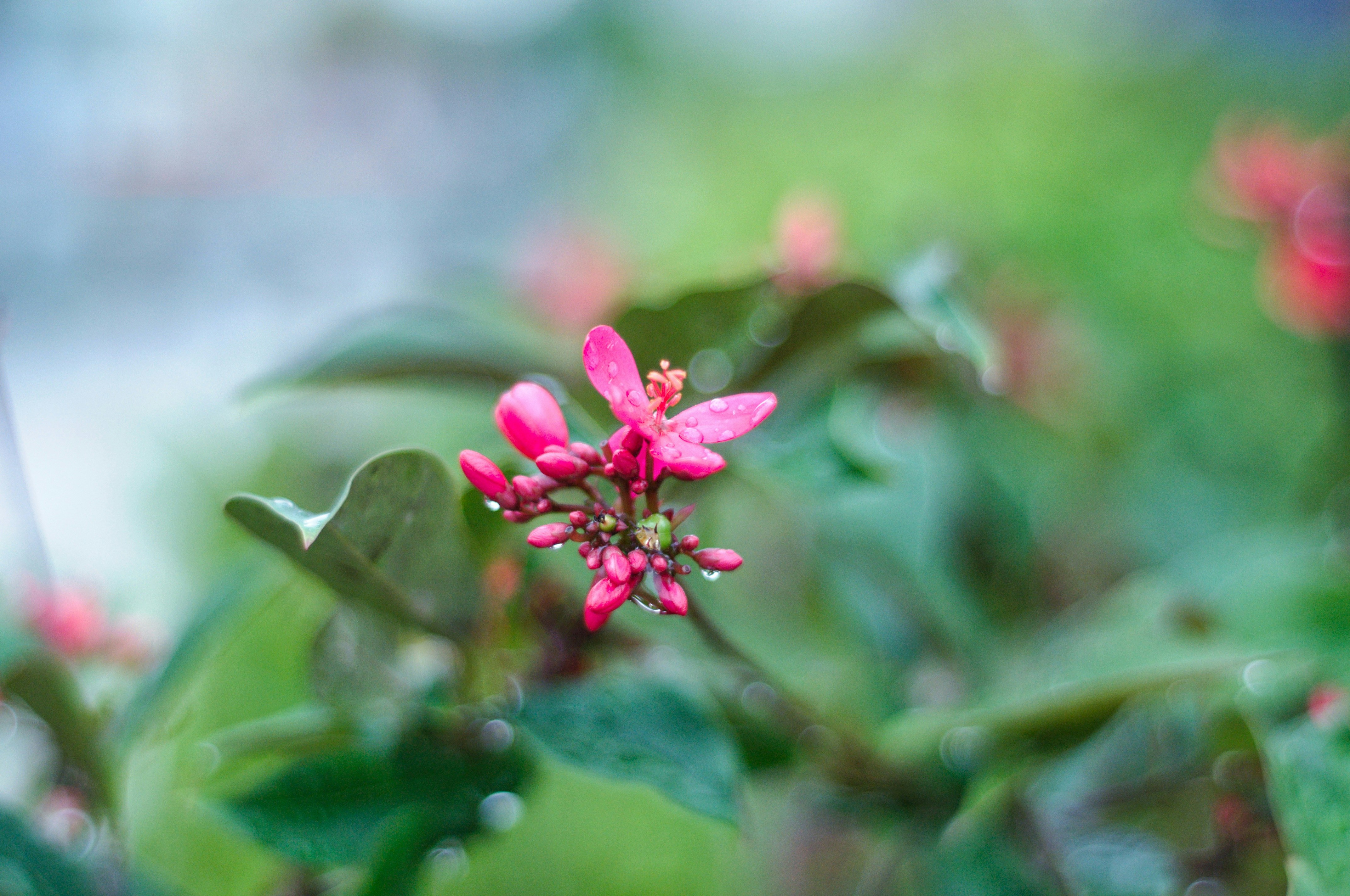 Blossom in Soft Focus: A Pink Flower Amid Blur