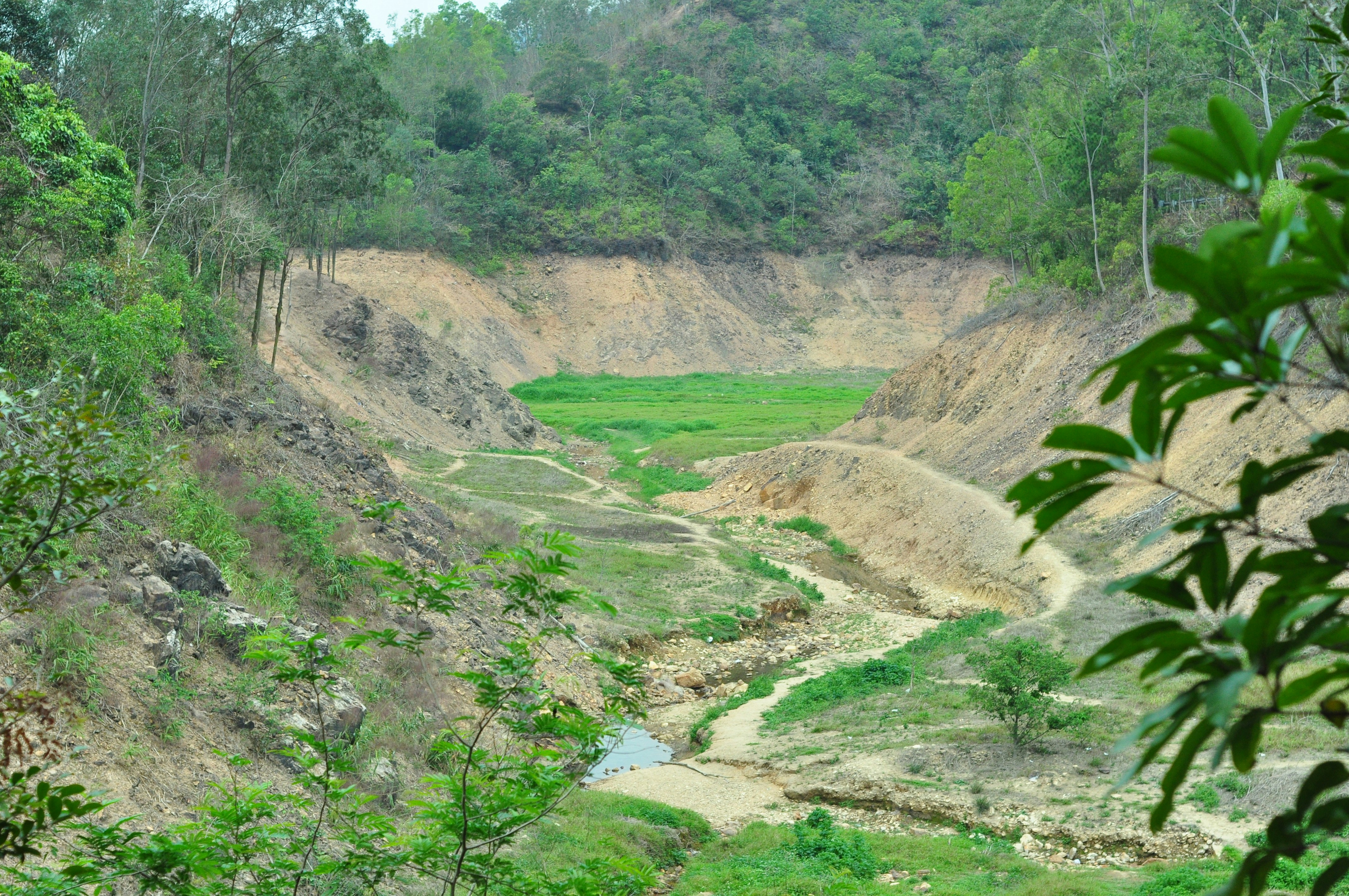 Verdant Dry Riverbed Carved Through a Lush Canyon