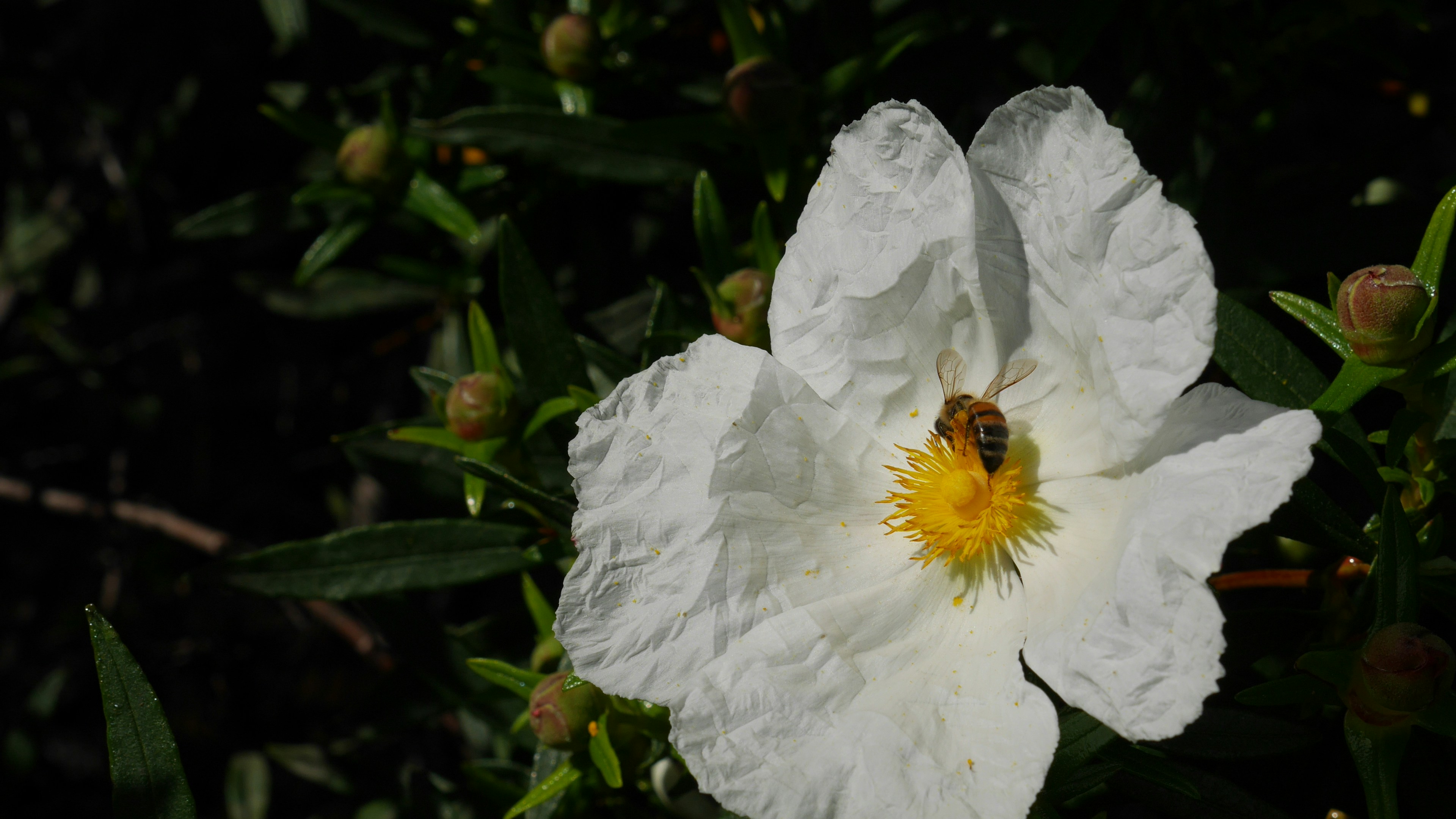 Bee on a White Bloom: Sunlit Petal Detail and Center Stamen